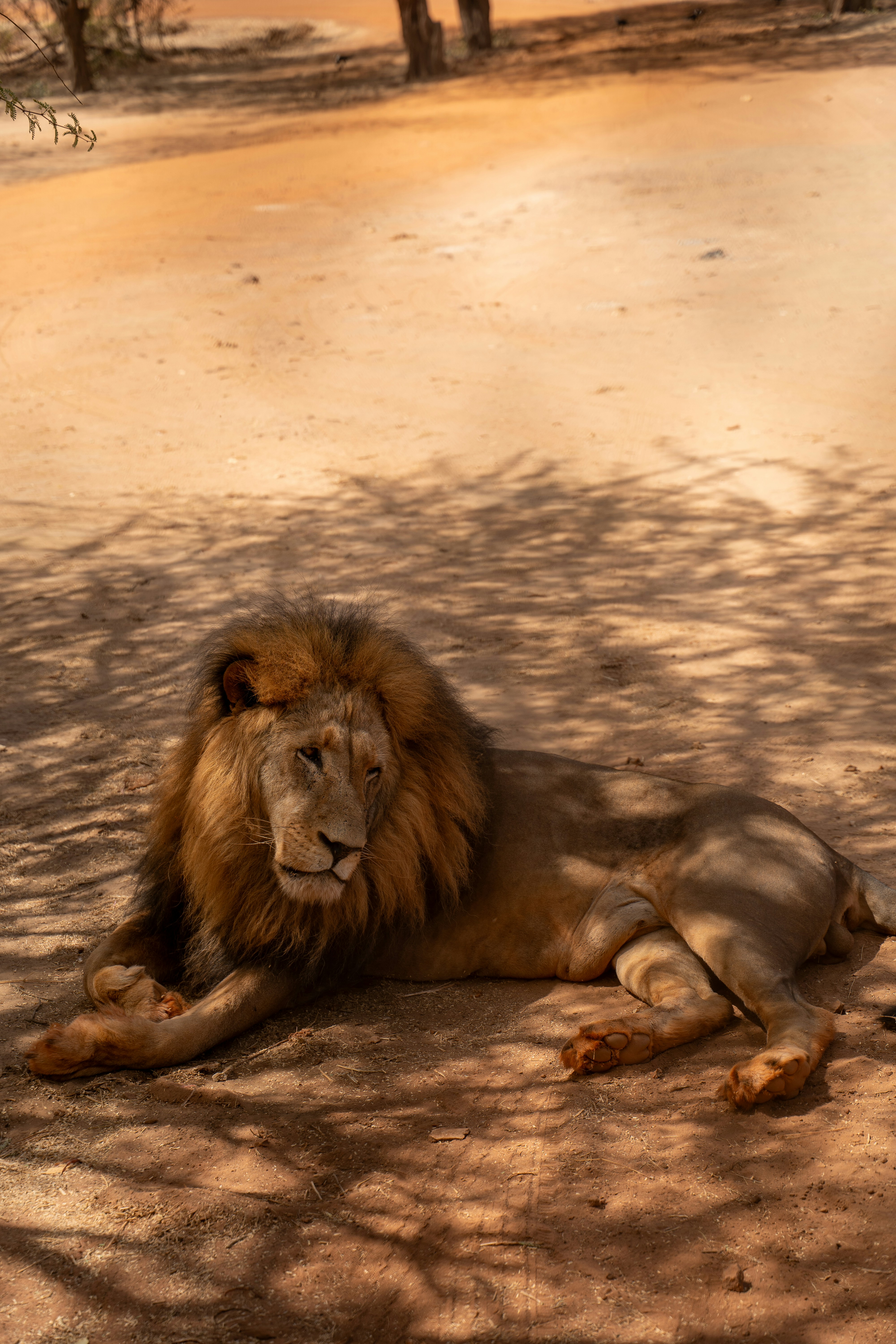 Royal Rest: A Maned Creature Reclines in Dappled Shade