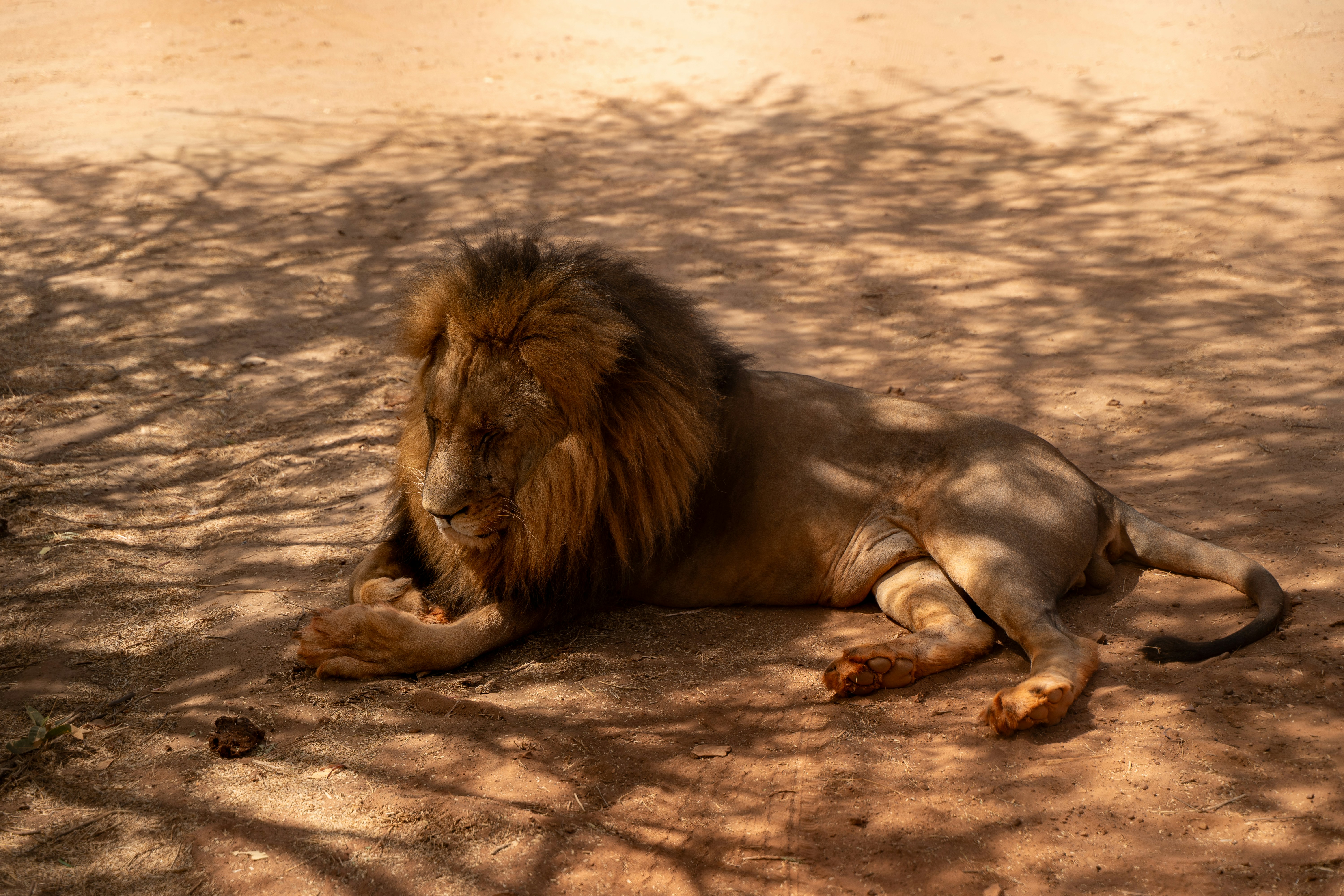Languid King Beneath Dappled Shade