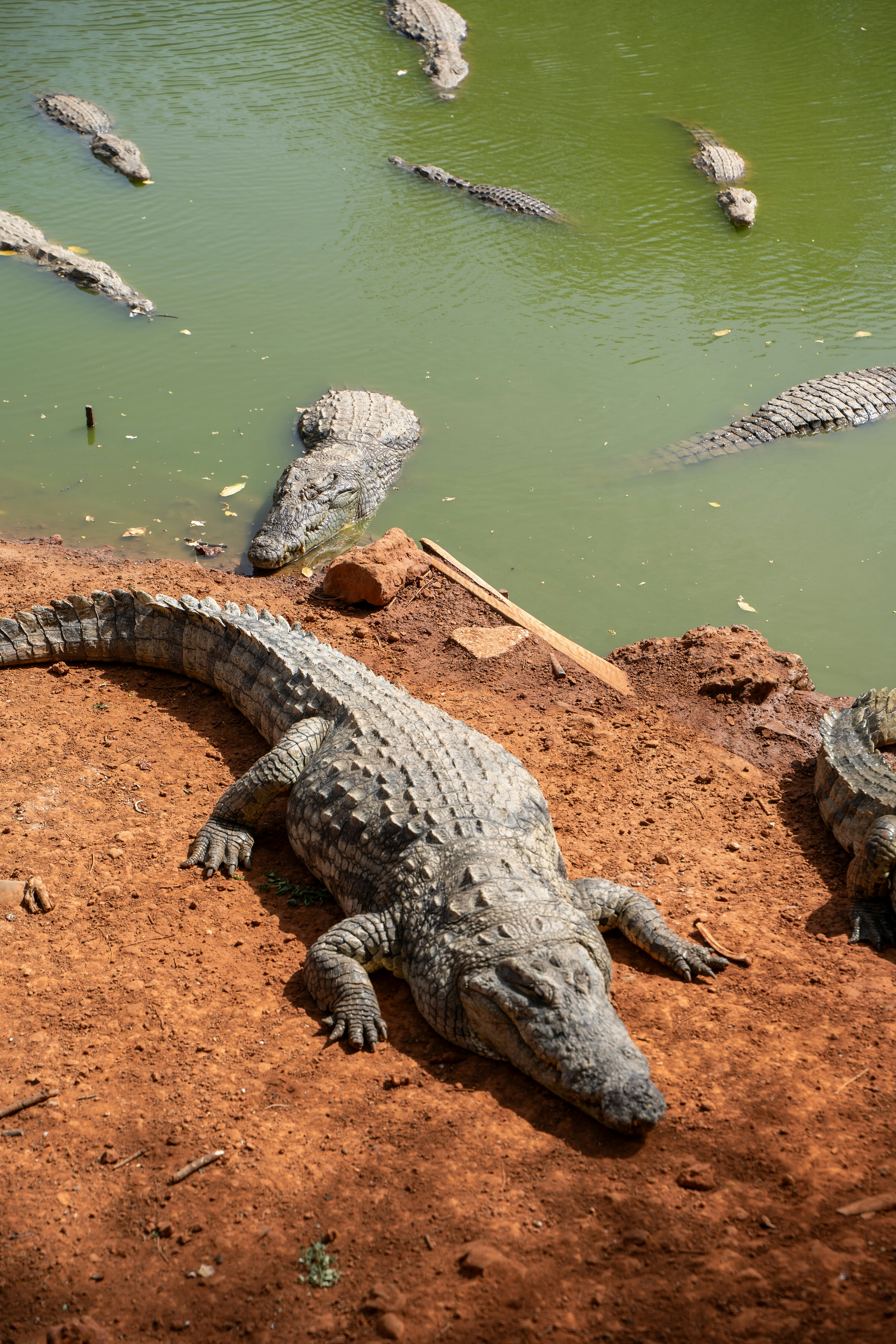 Crocodile in Red Earth: Sunlit Rest Along a Murky Shore