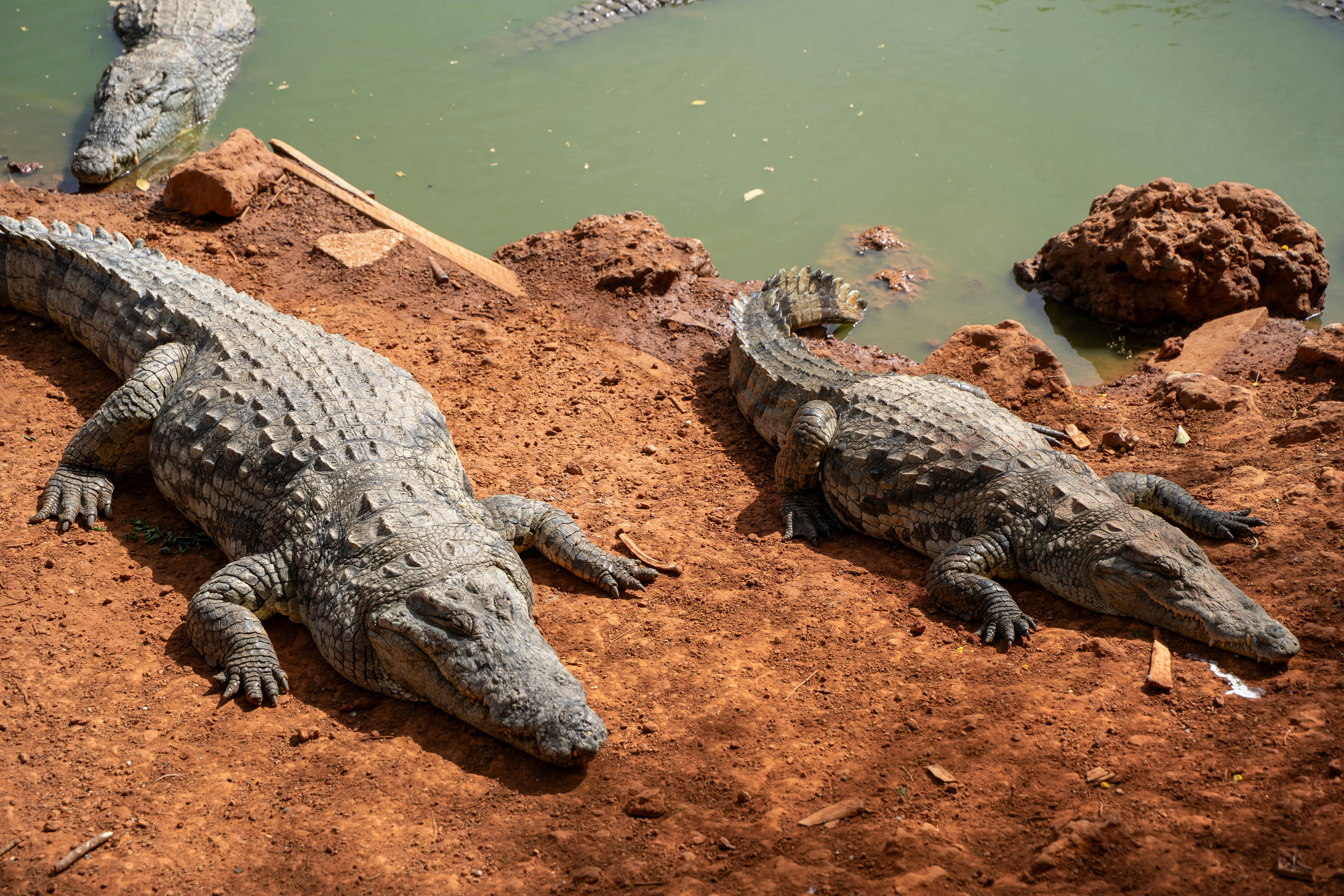 Two Crocodiles Lazing on Sunlit Bank