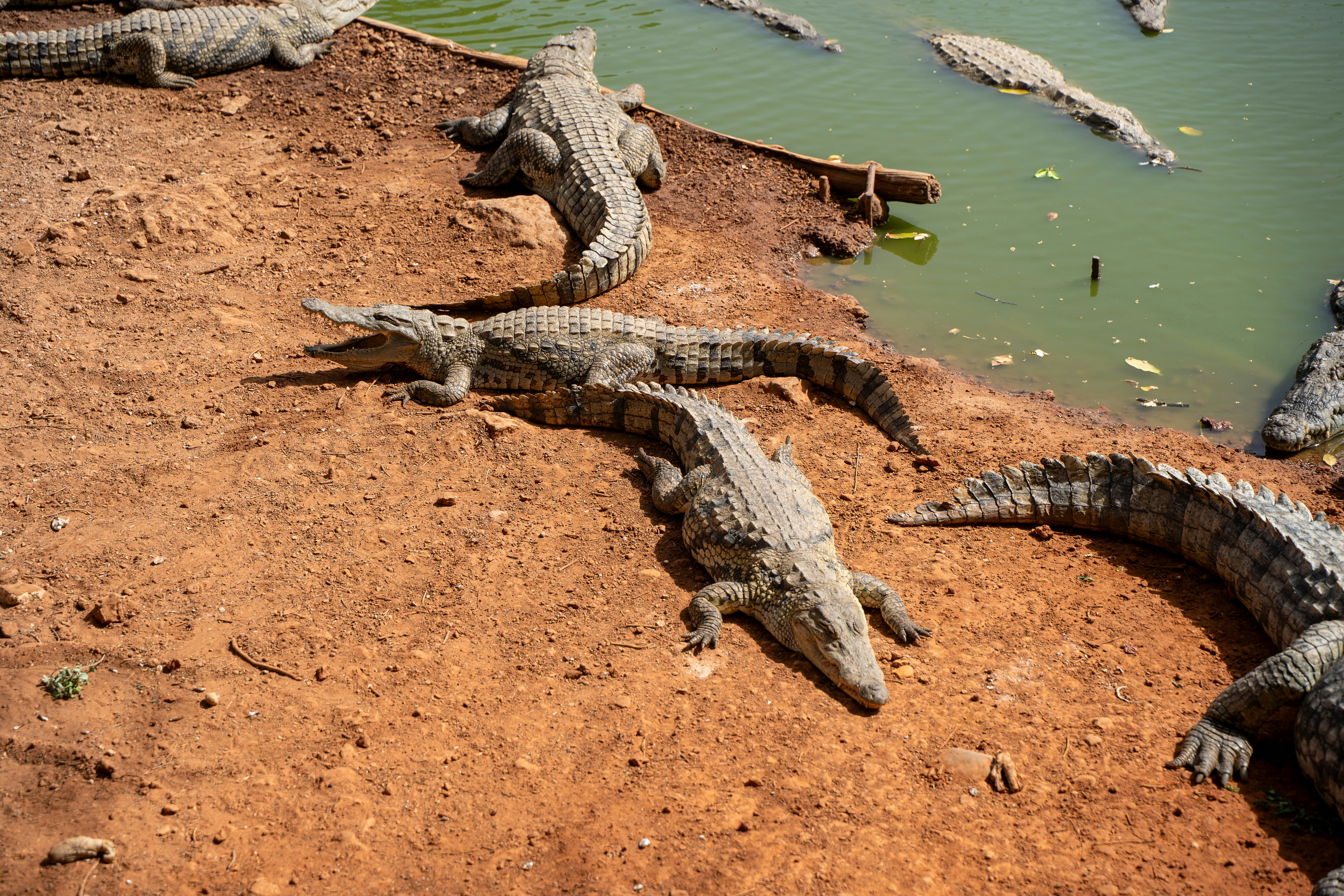 Crocodiles on sunlit riverbank