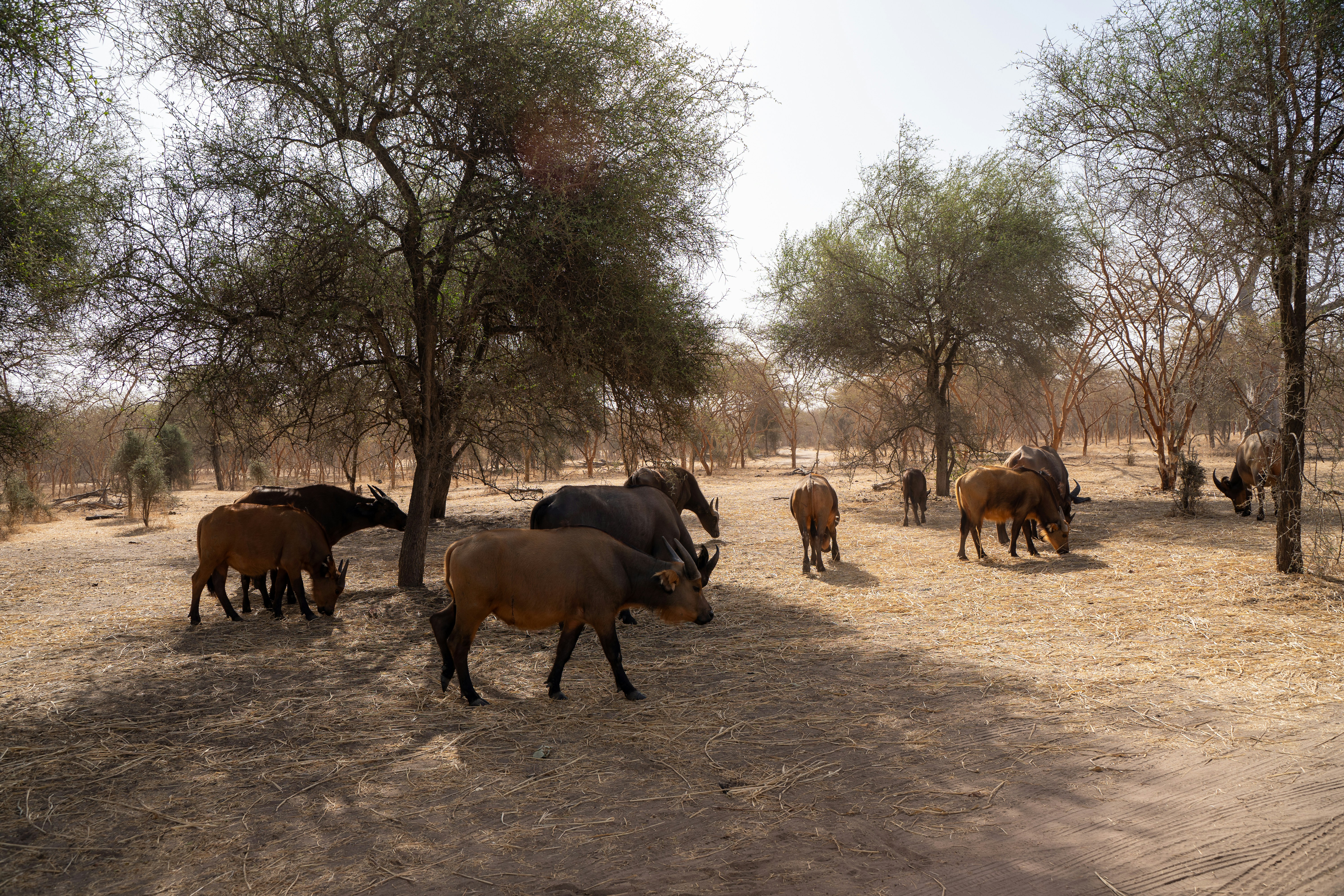 Herd of African Buffalo Beneath Sparing Shade