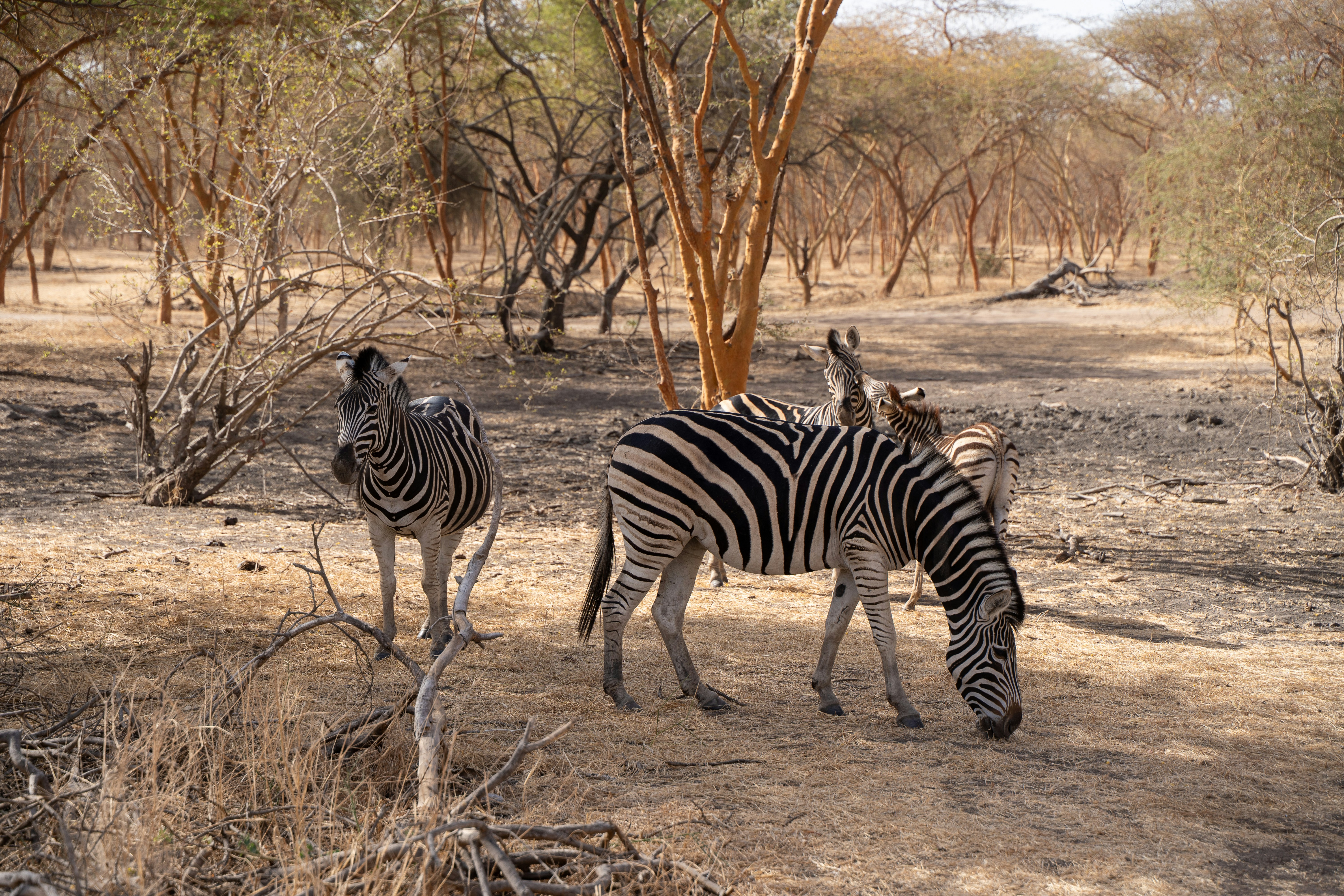Zebras at Dappled Rim: A Quiet Herd in a Dry Savannah