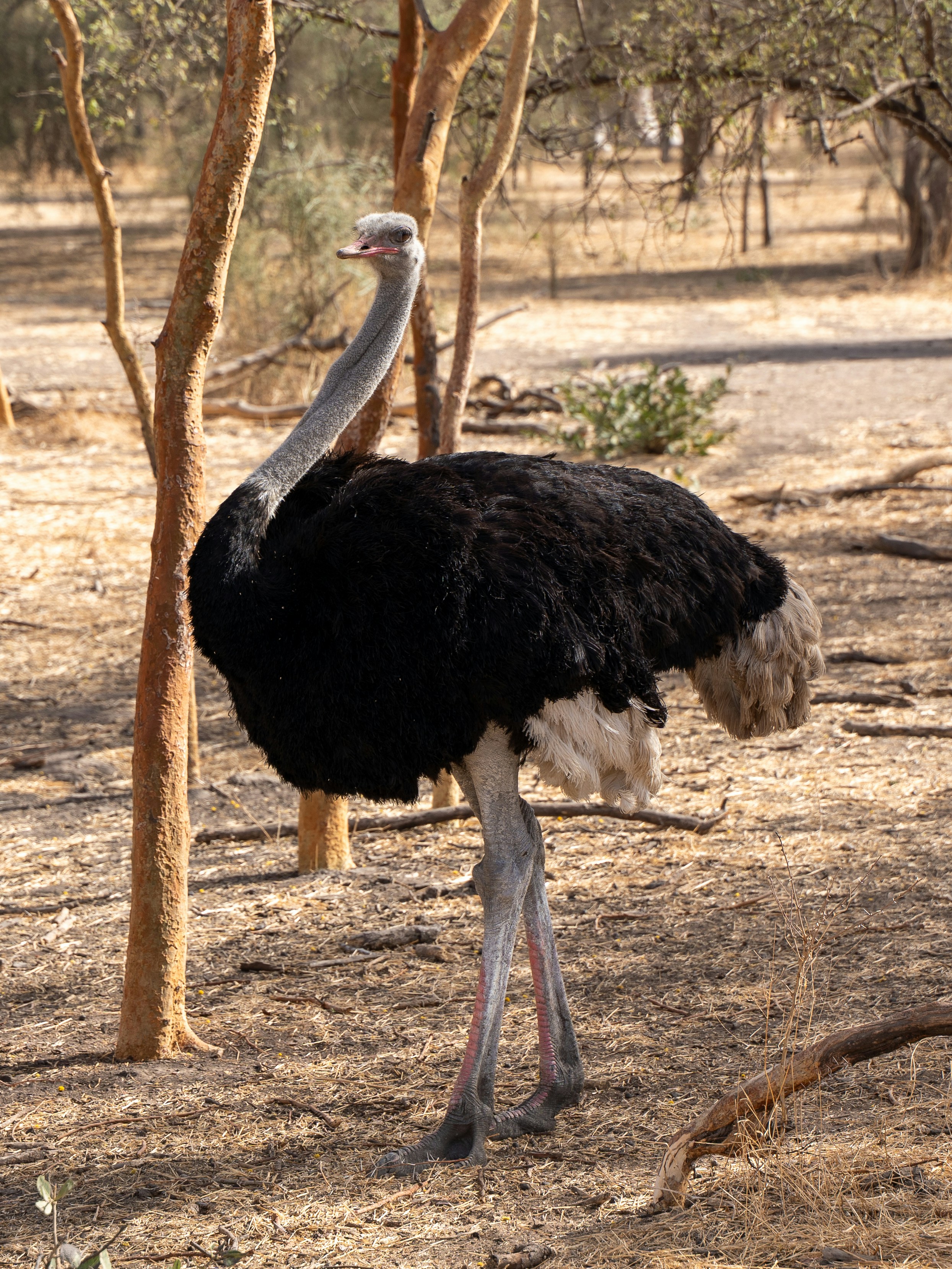 Striding in Silence: An Ostrich in the Dry Australian Light