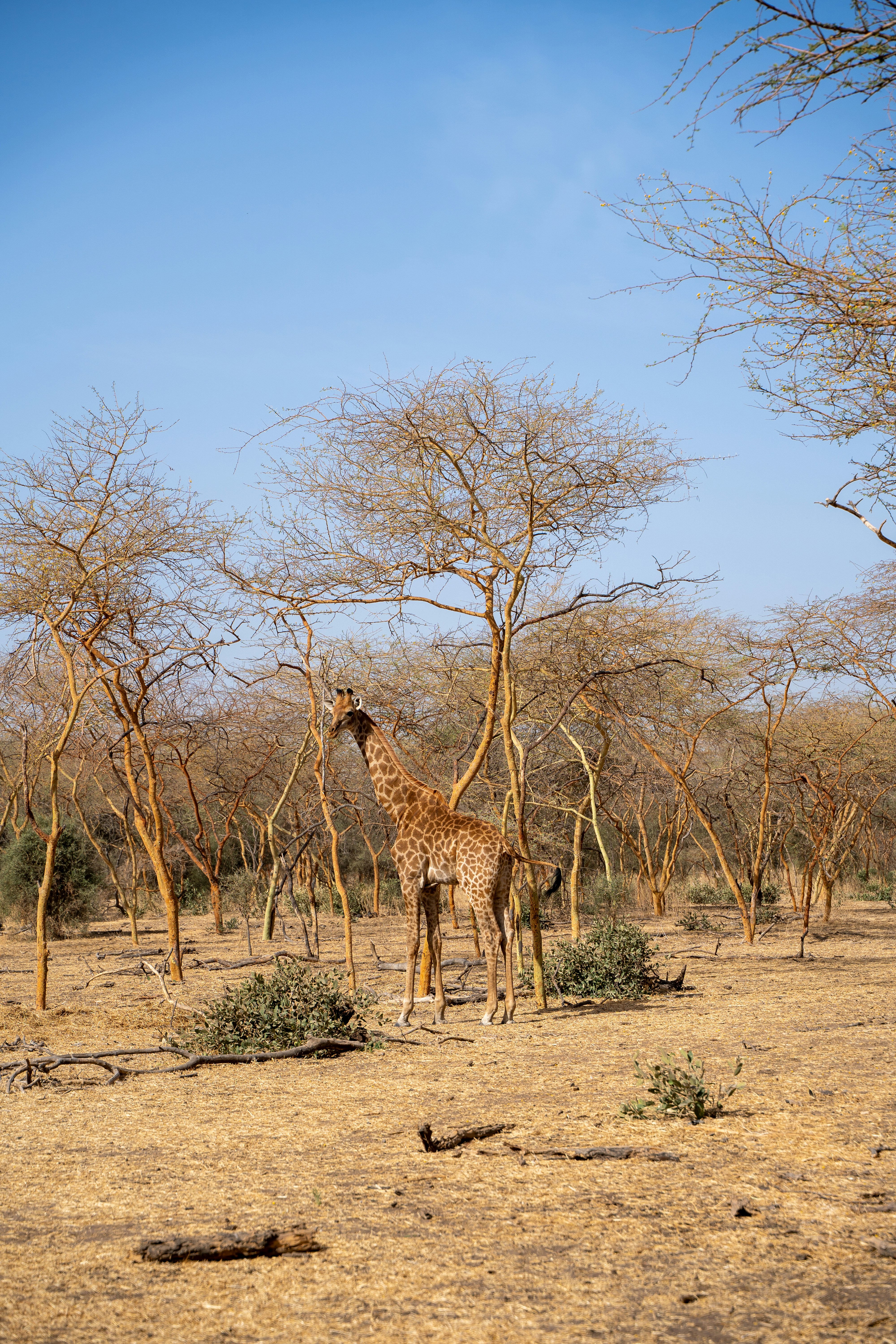 Giraffe Among Spindly Acacias at Dusk