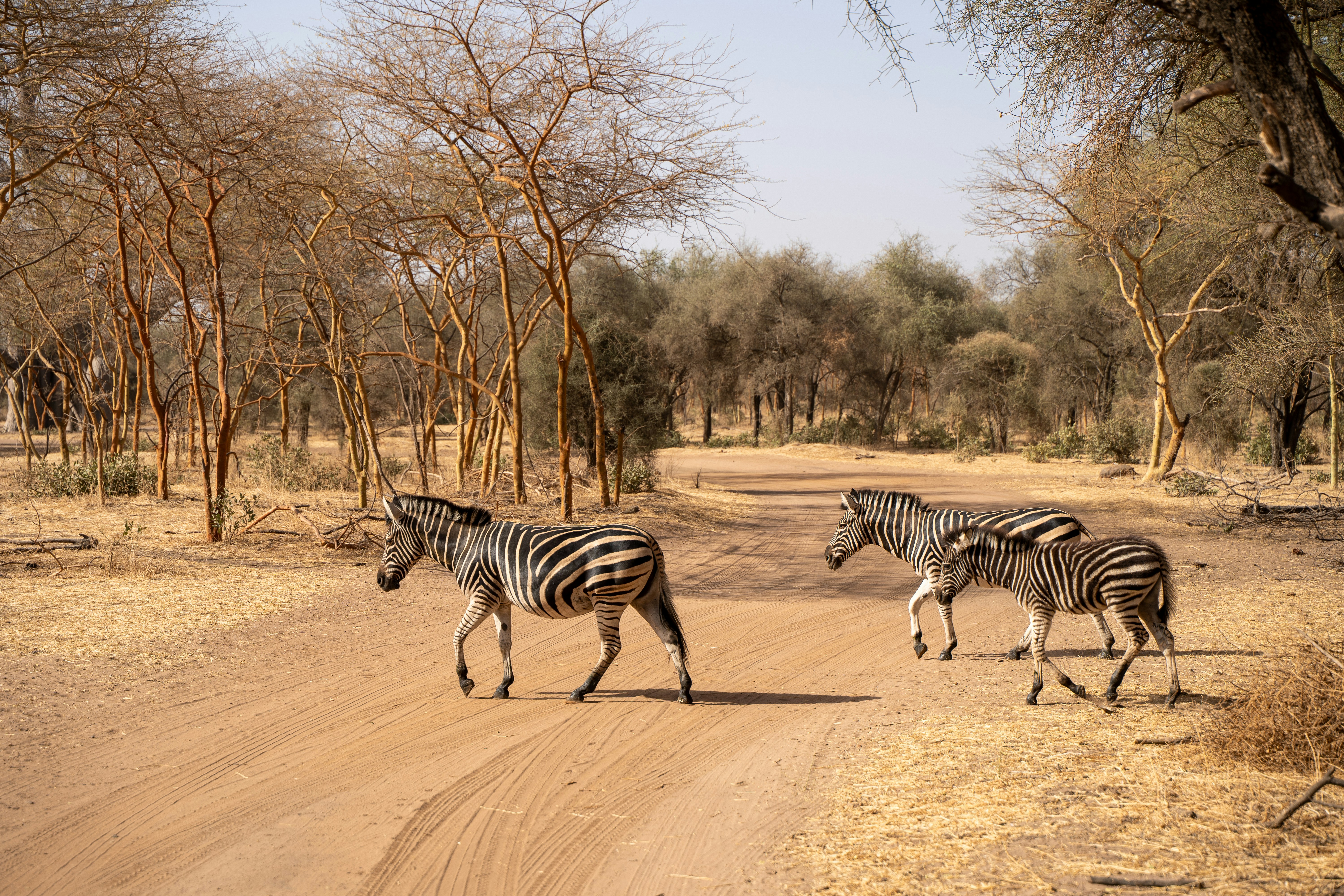 Zebras at a Dusty Crossing