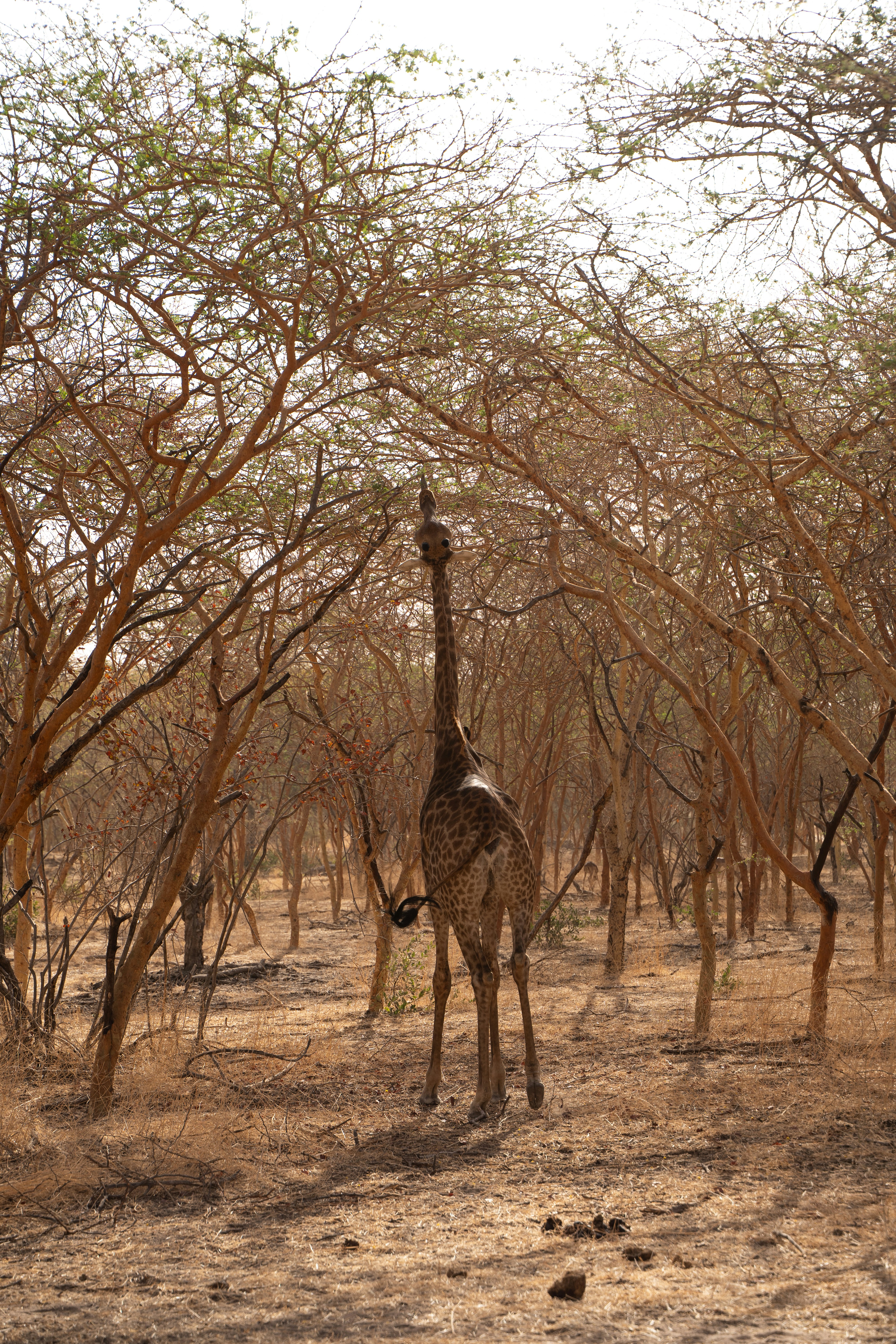 Giraffe in a Quiet Savanna Grove