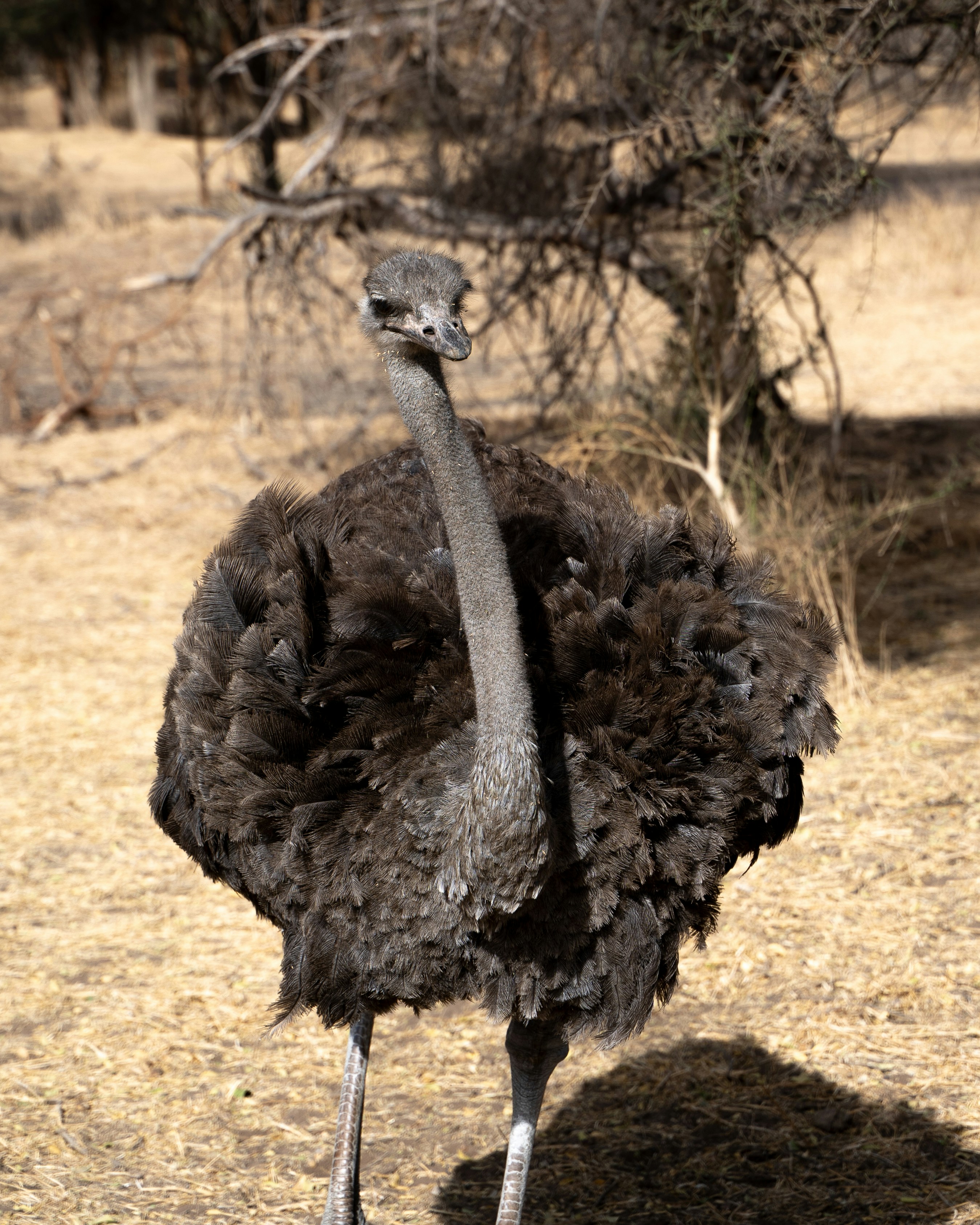 Curious Ostrich Gaze in Sunlit Dry Landscape