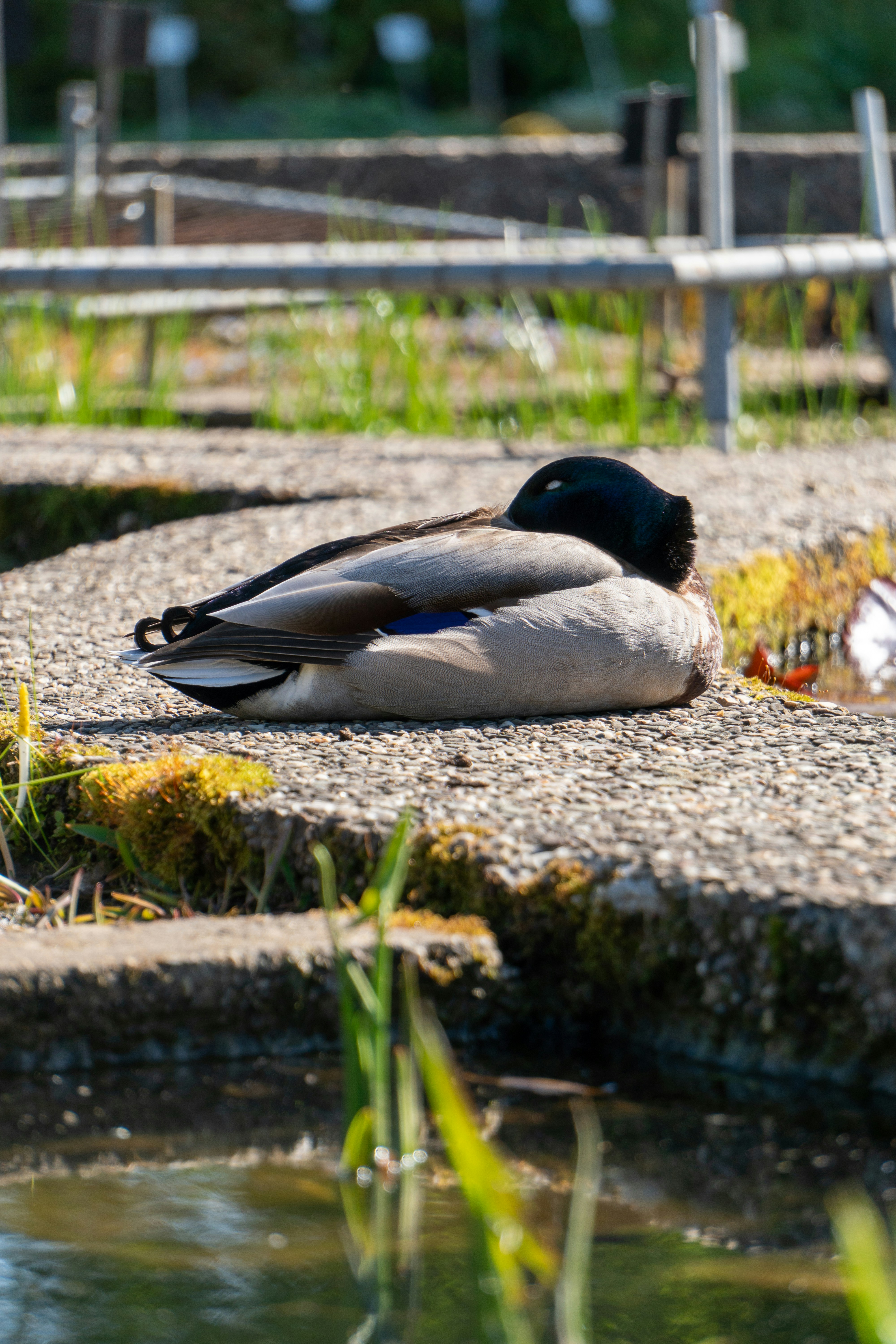 Rest on the Ristretto: A Mallard Soaks in Shadowed Sunlight