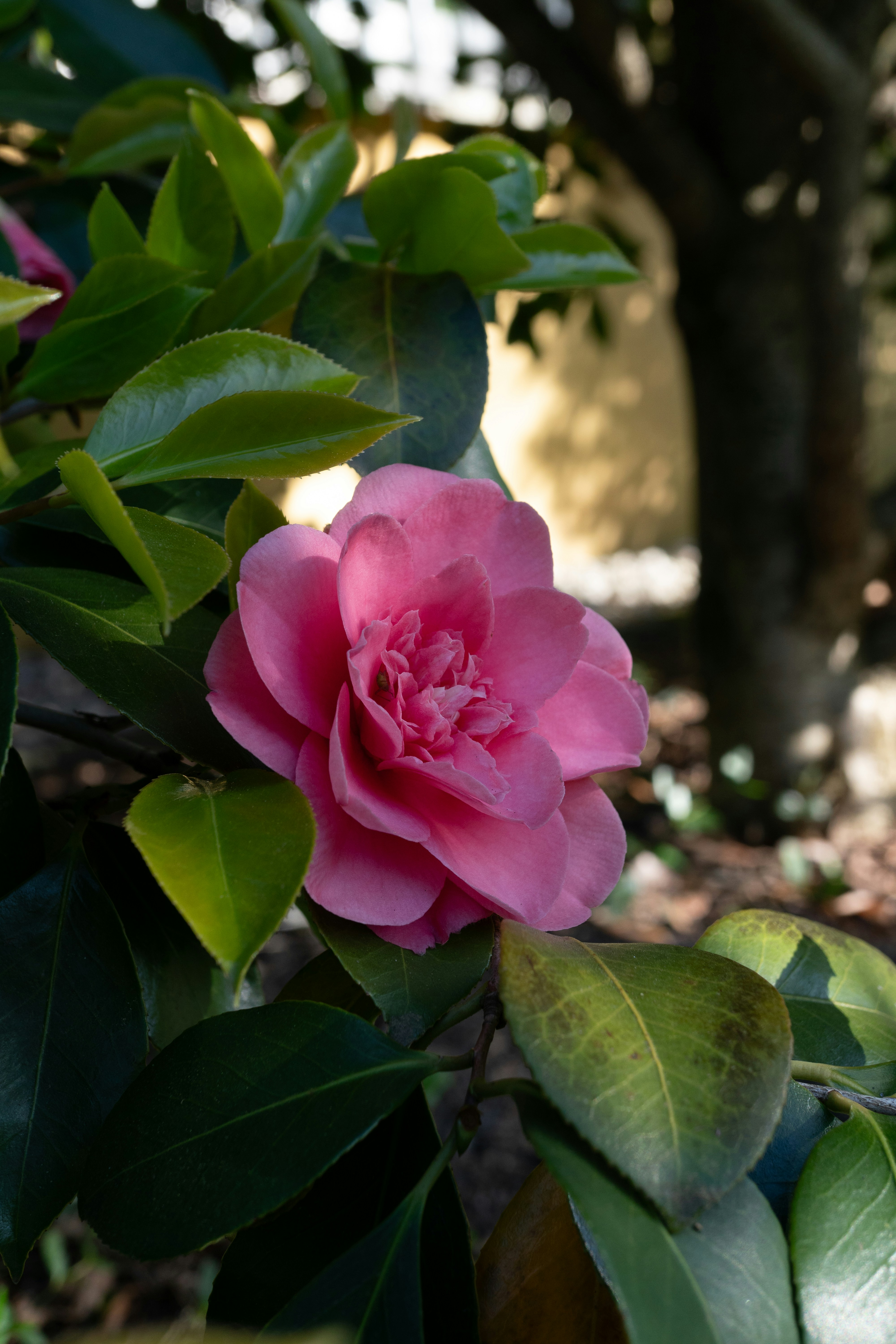 Pink Camellia in Soft Backlit Garden Glow
