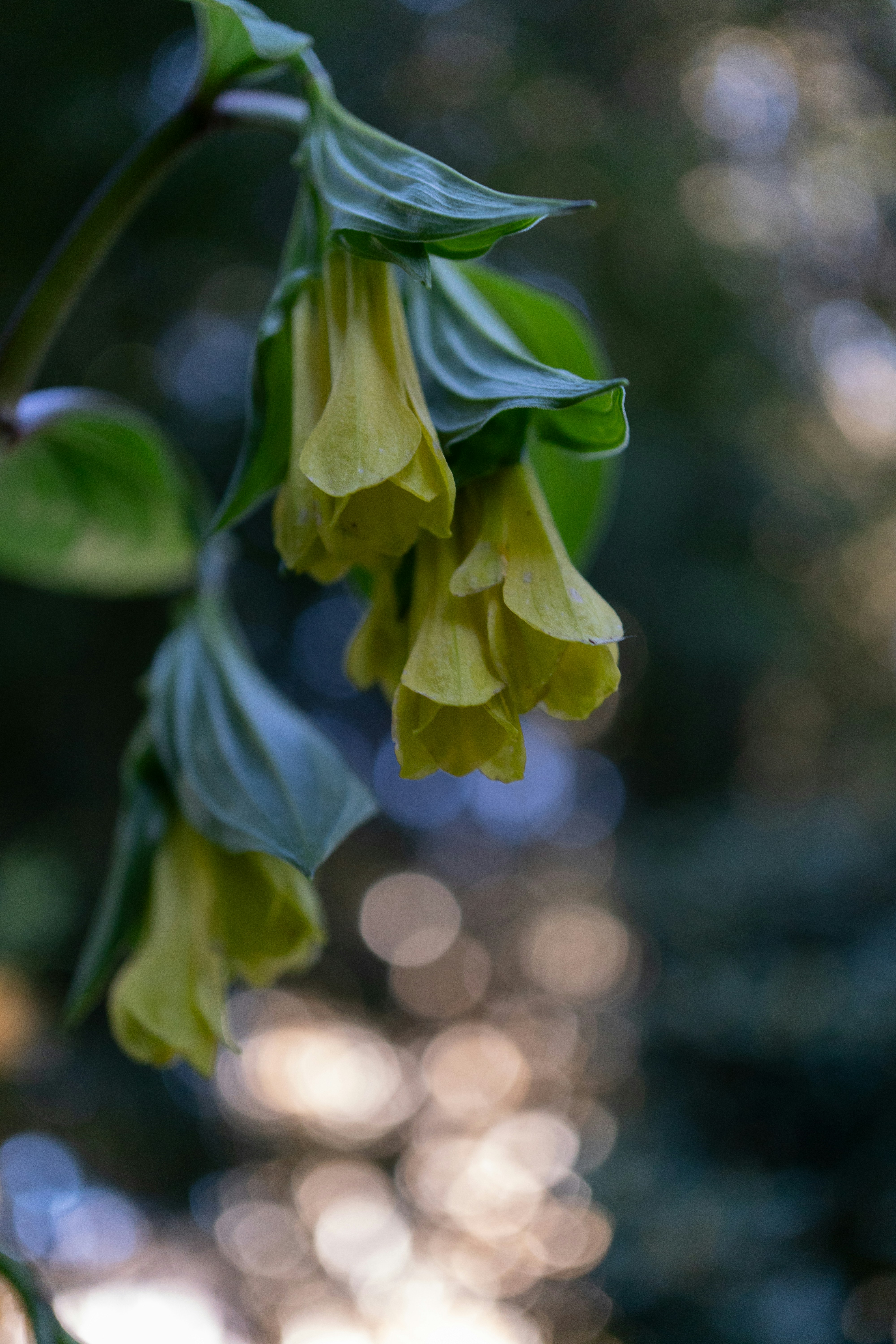 Pendant of Soft Light: Yellow Bells Against Bokeh Night