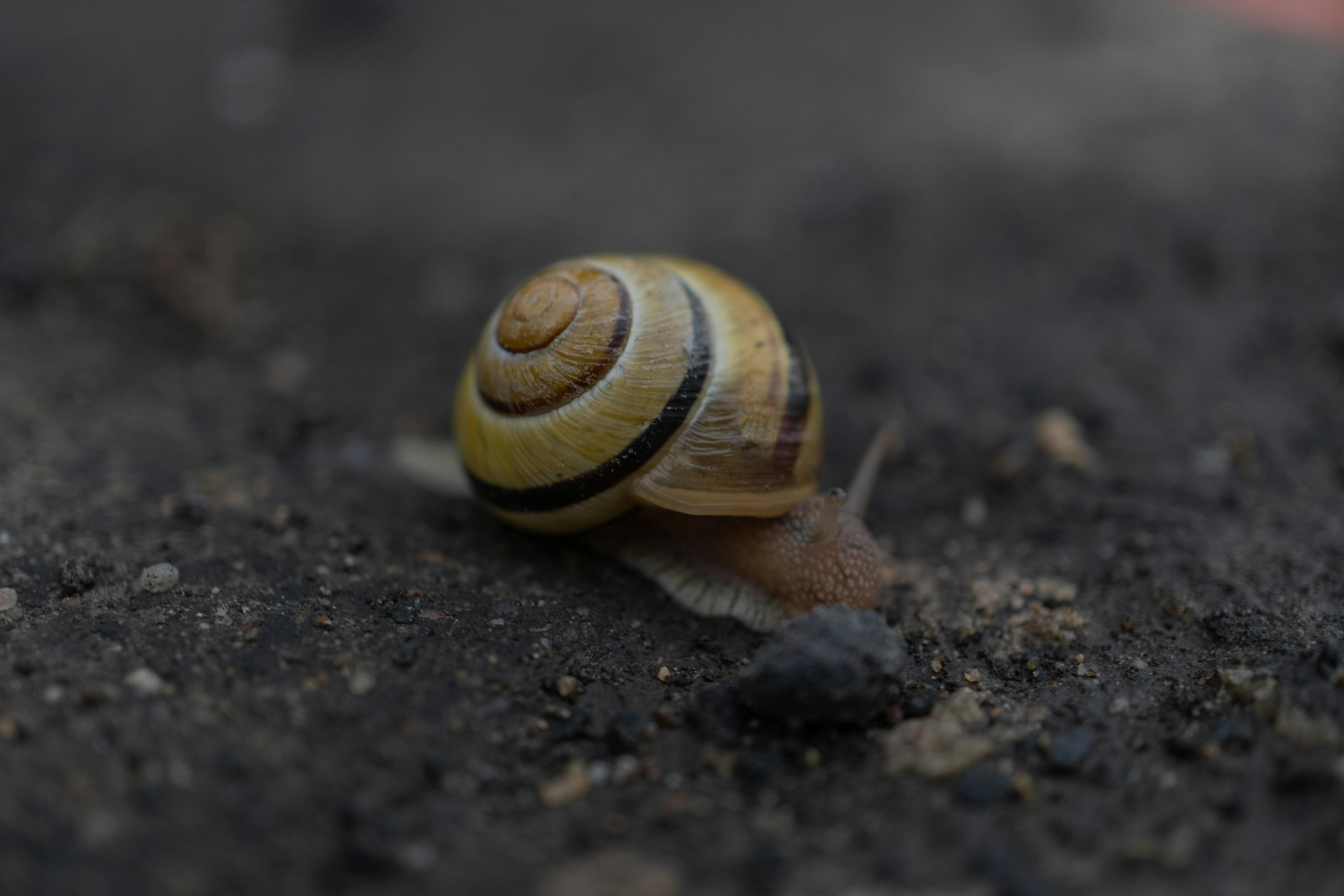Coiled Runner: A Striped Snail on Quiet Ground