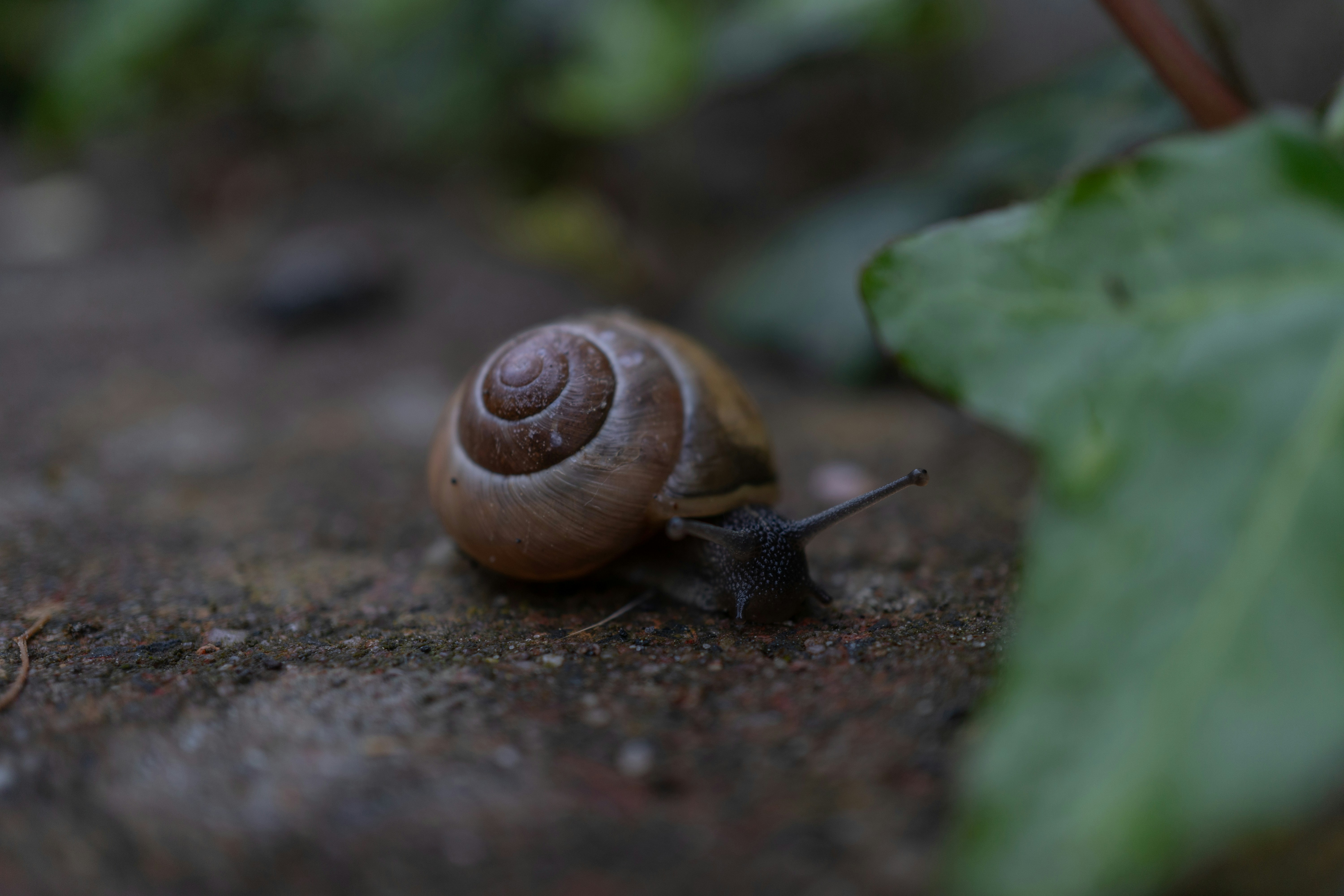 Close-up of a snail tracing a damp garden path