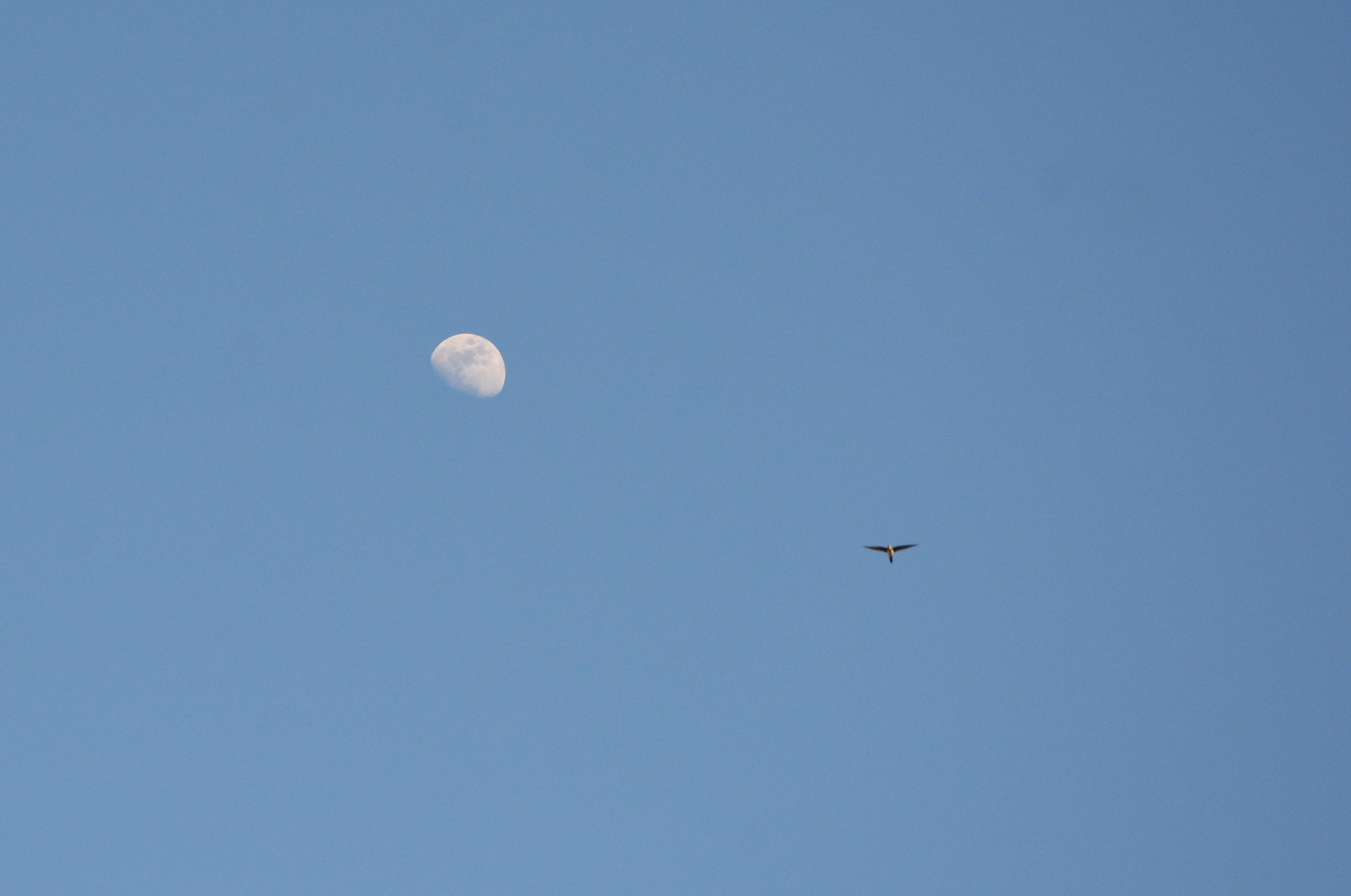 Moonlit Sky with a Distant Flight