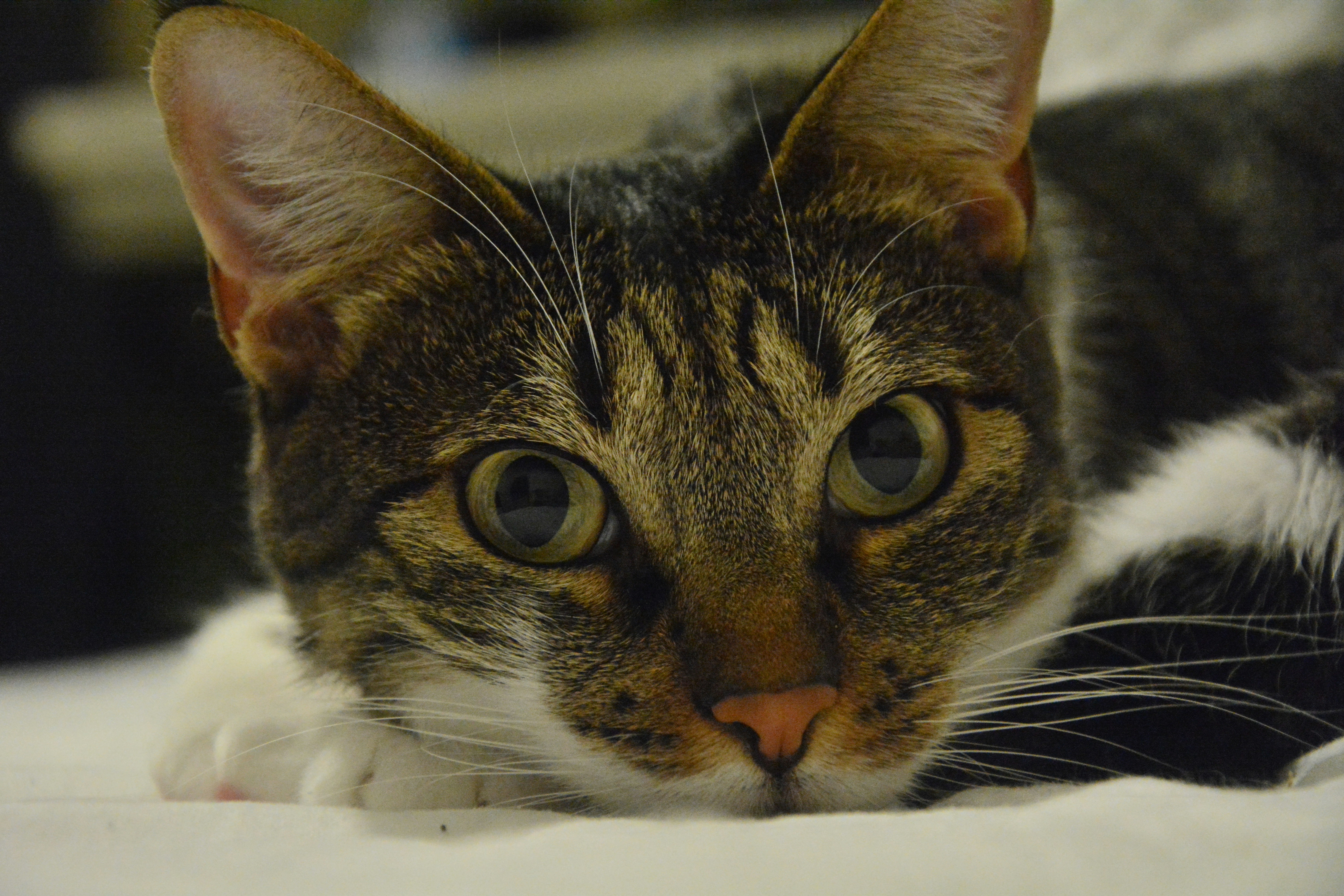 Close-up of a Curled-Whiskered Cat Lulled by Soft Light
