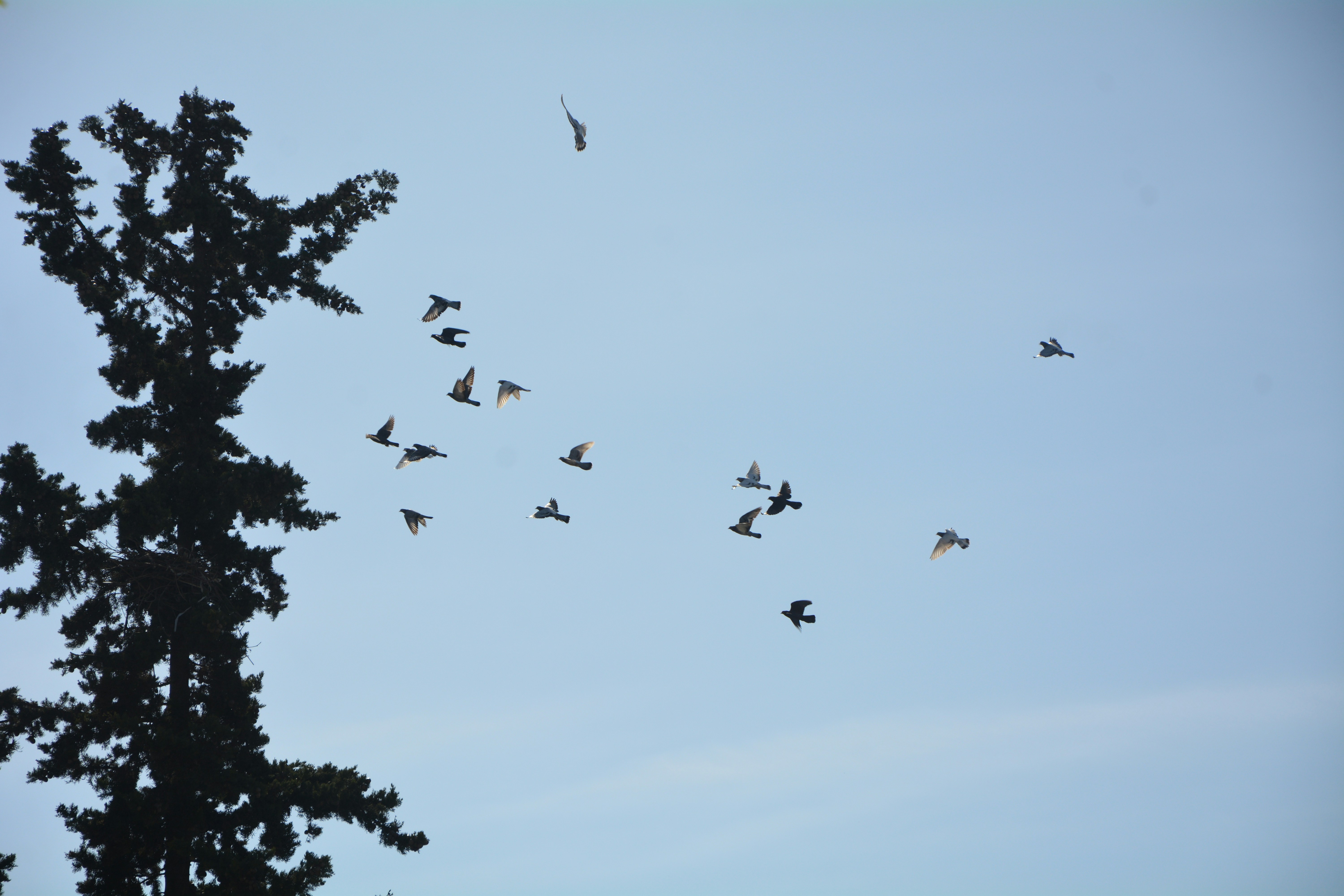 Flight Flicker: A V-formation of Birds Against a Clear Sky