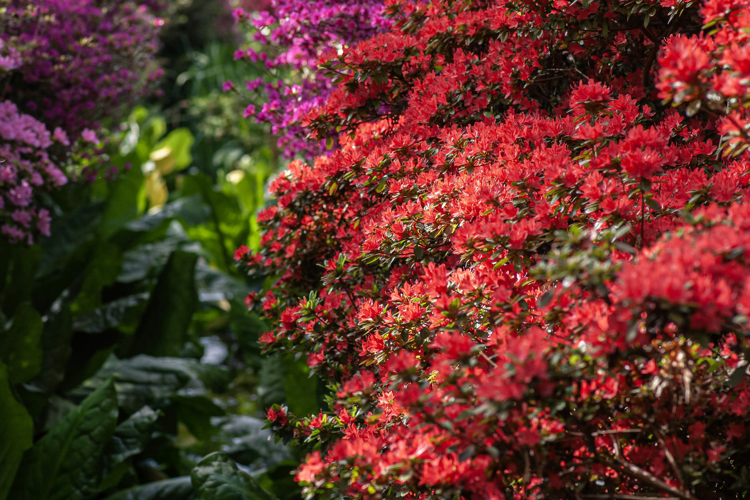Crimson Bouquets at the Edge of Shade
