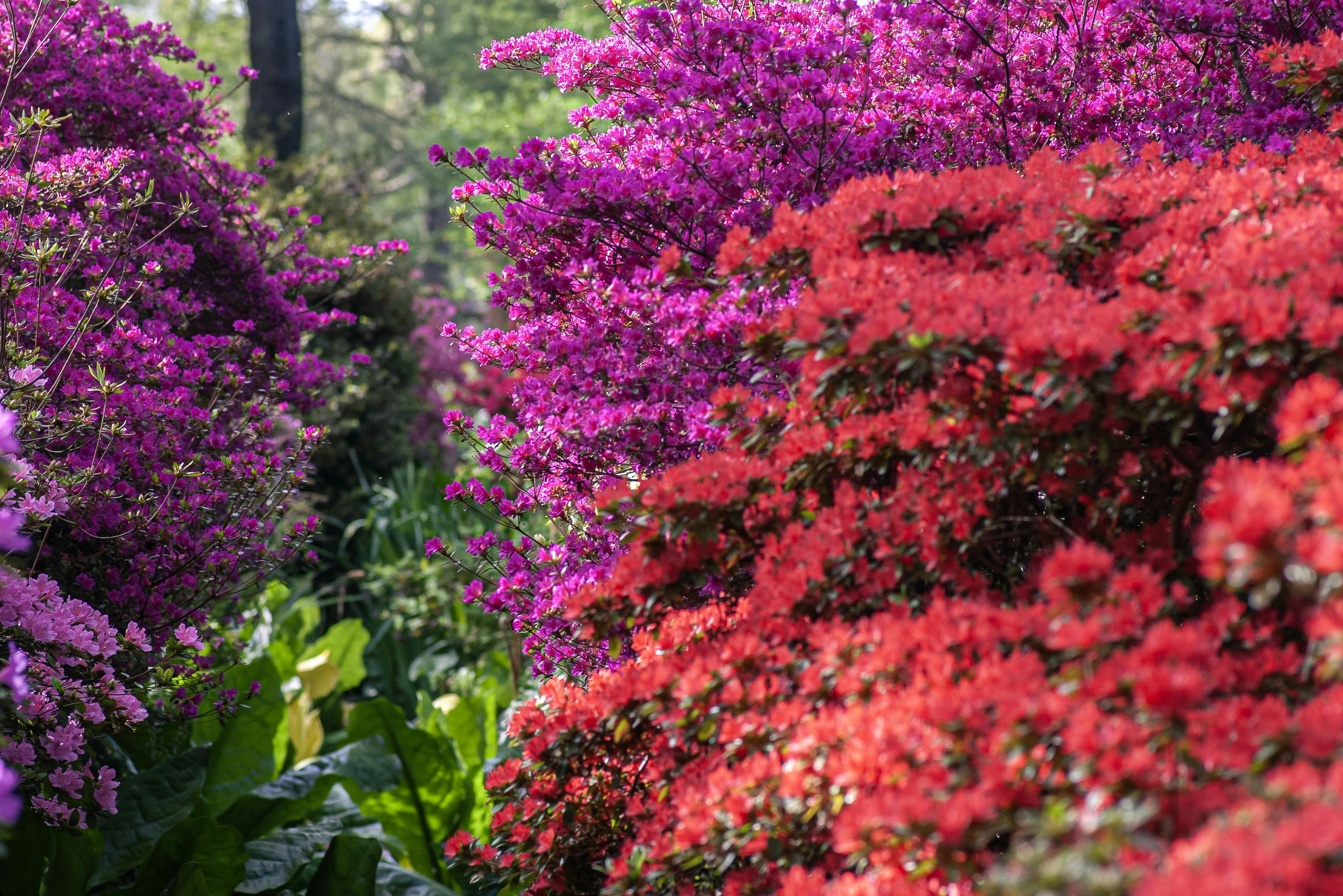 Crimson and Magenta Blooms Converge in a Spring Garden Path