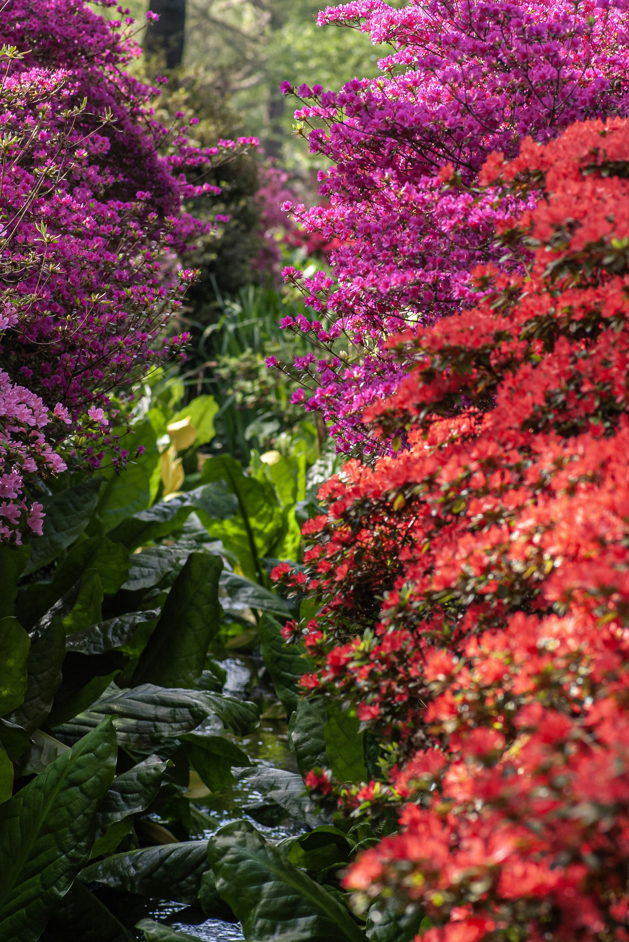 A Corridor of Crimson and Violet Blooms