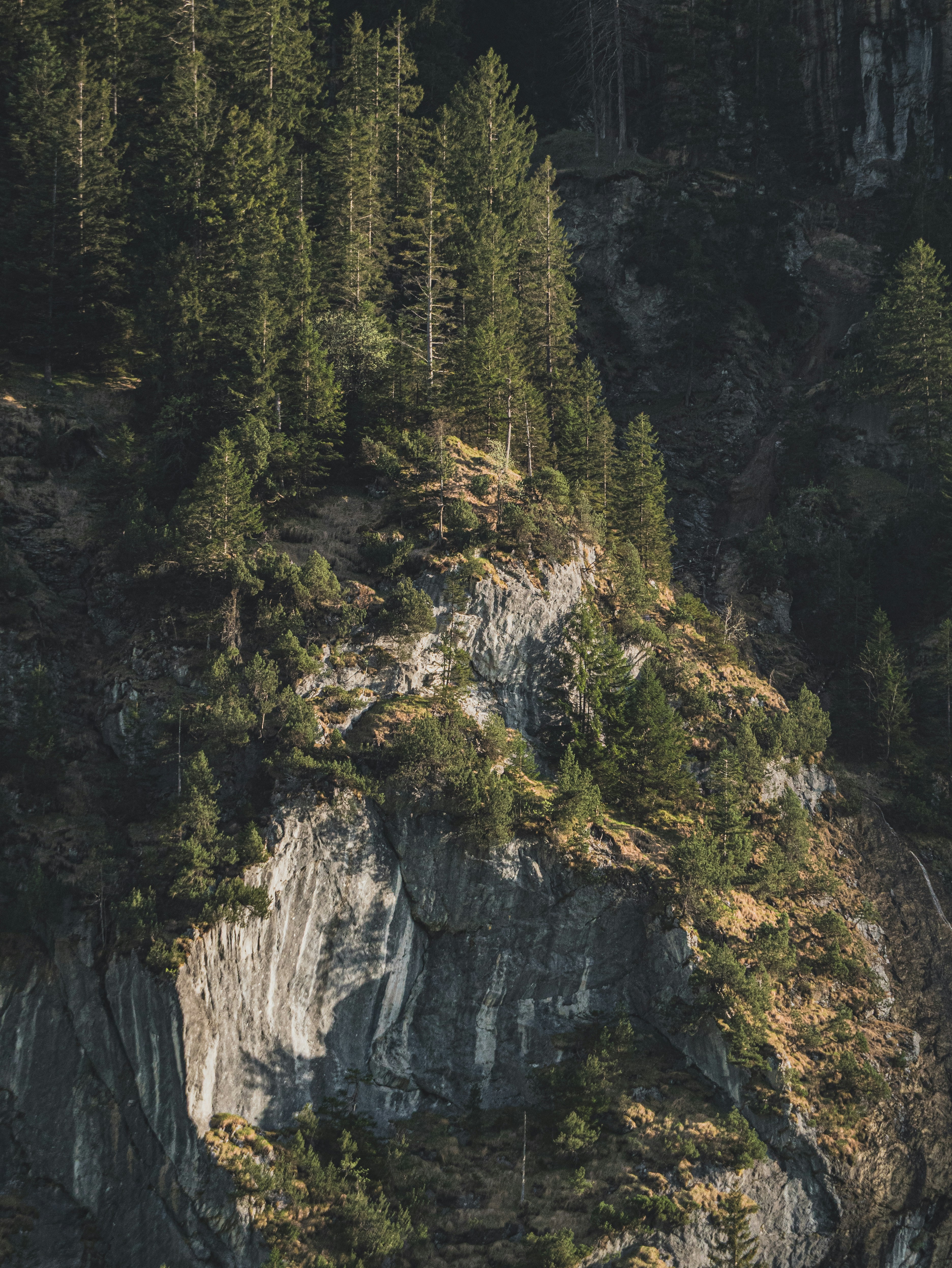 Sunlit Cliff Crest: Pine Armor on a Steep Ridge