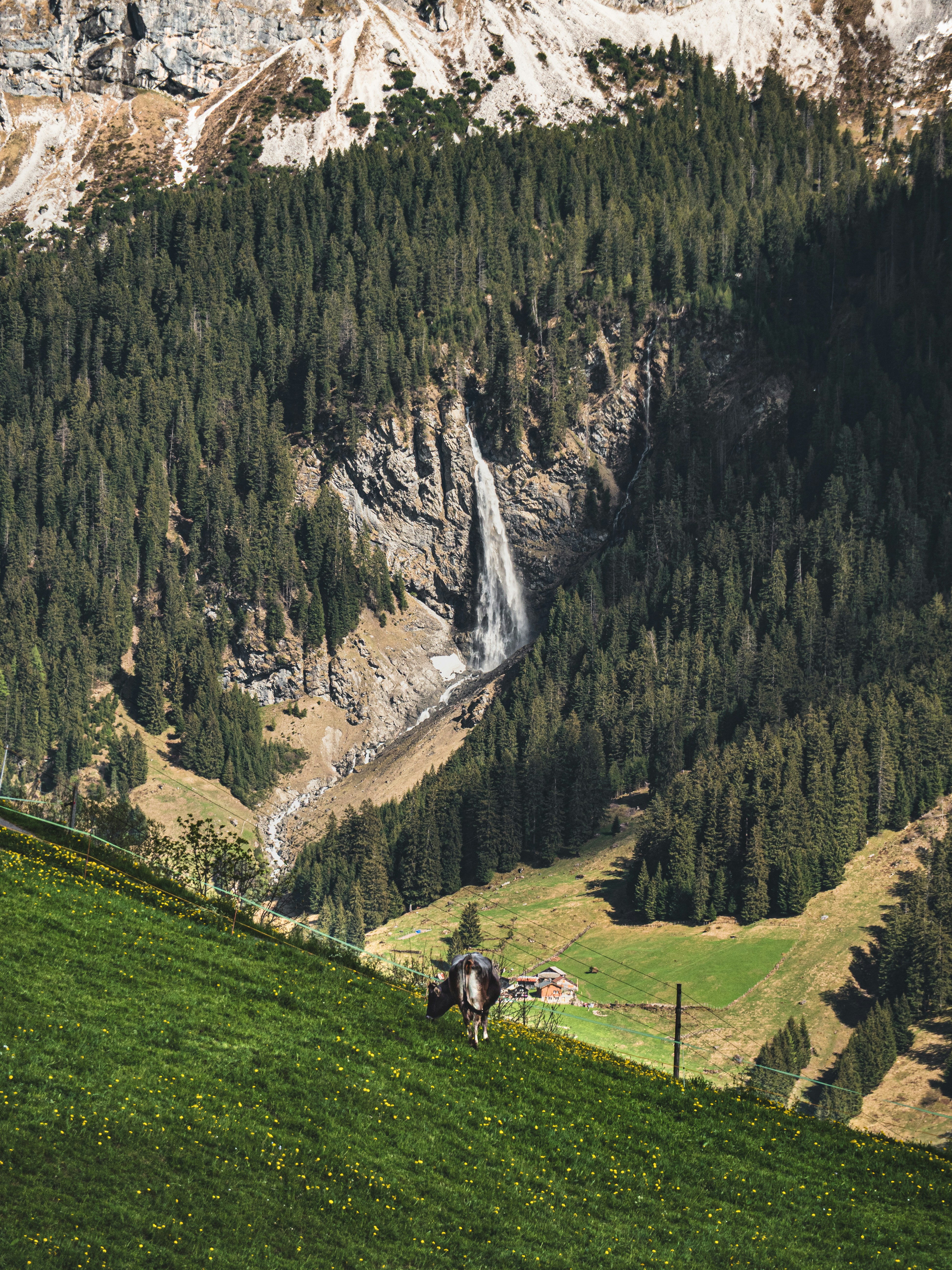 Galloping Quiet on the Alpine Meadow