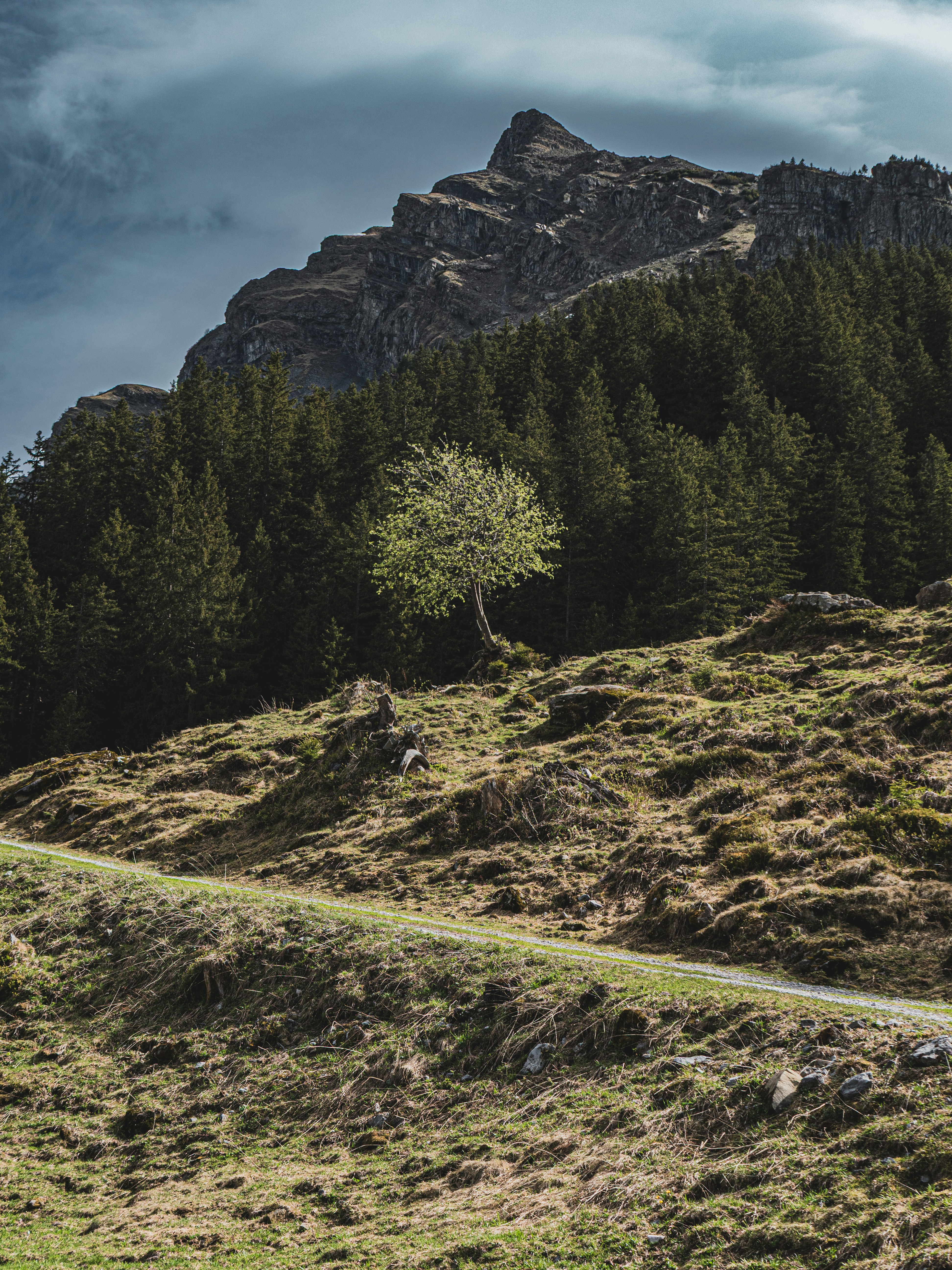 Alpine Sentinel: A solitary tree amid rugged hillside and pine forest