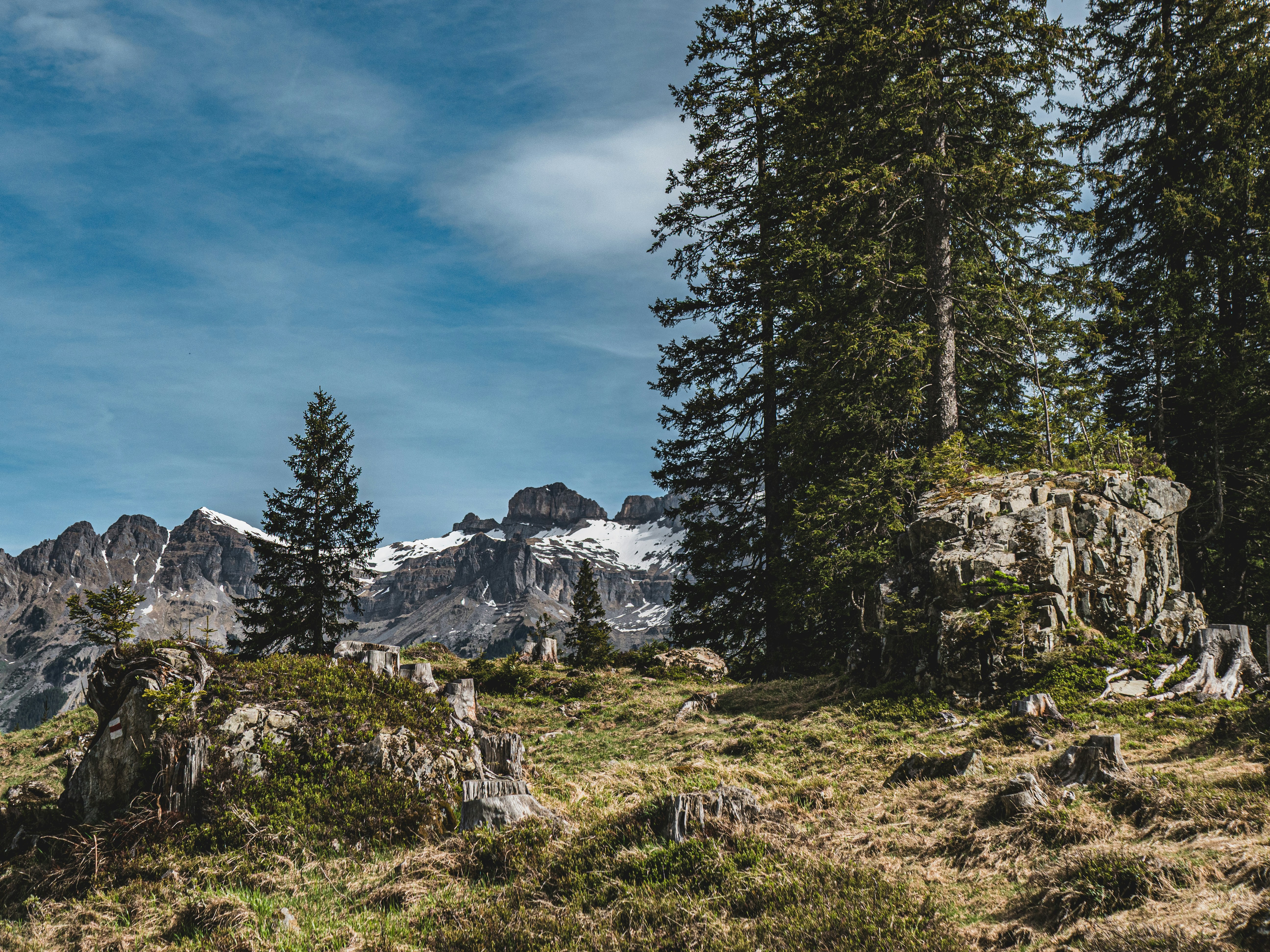 Rocky Outcrop Under a Crown of Pines