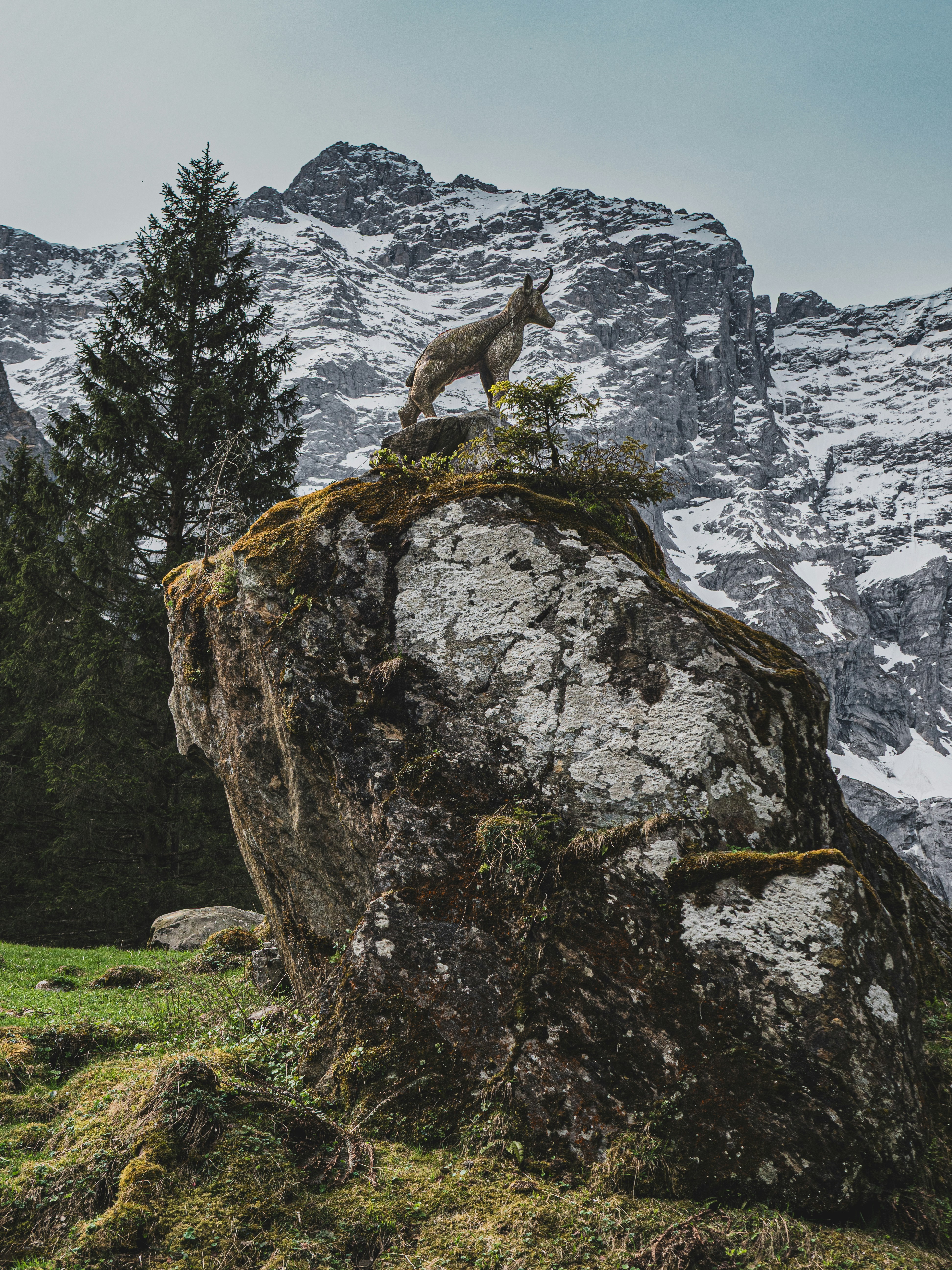 Stone Sentinel: A Mountain Fox Stance Above the Crest