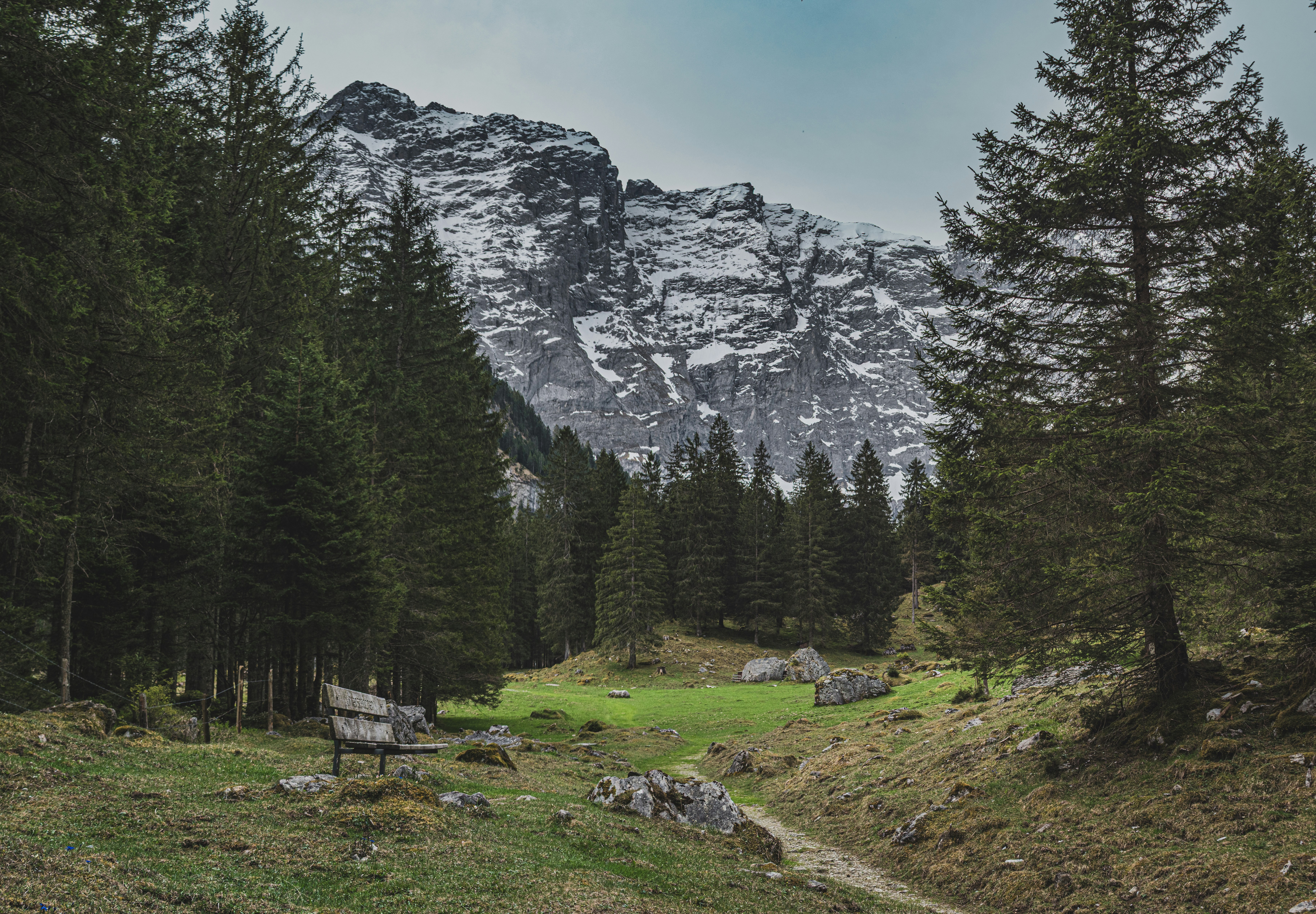 Snow-capped Peak Framed by Pine Meadow