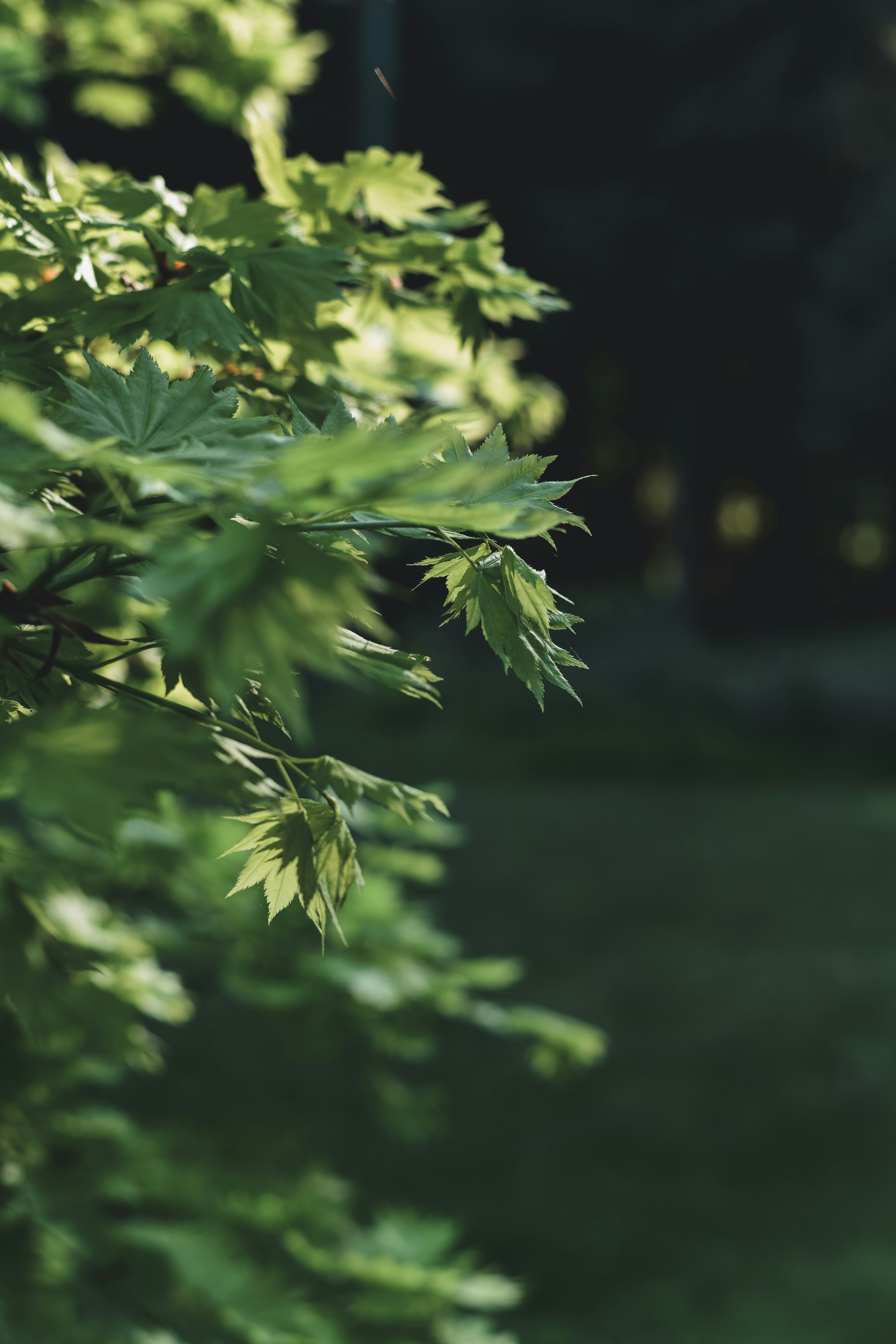 Sunlit Maple Tendrils: A Quiet Gallery of Green