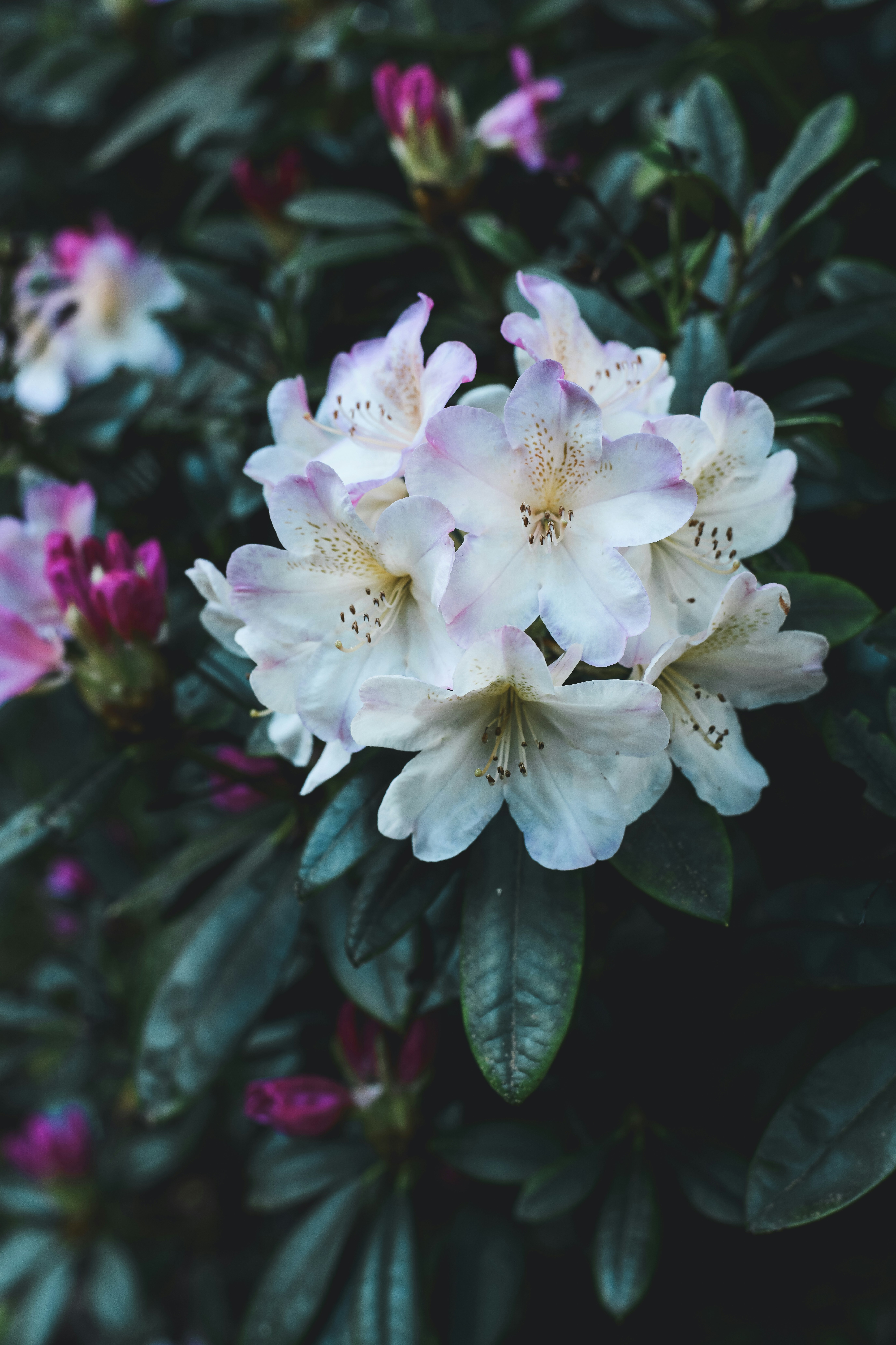 Blooming Constellation: White Rhododendron Cluster Against Deep Green