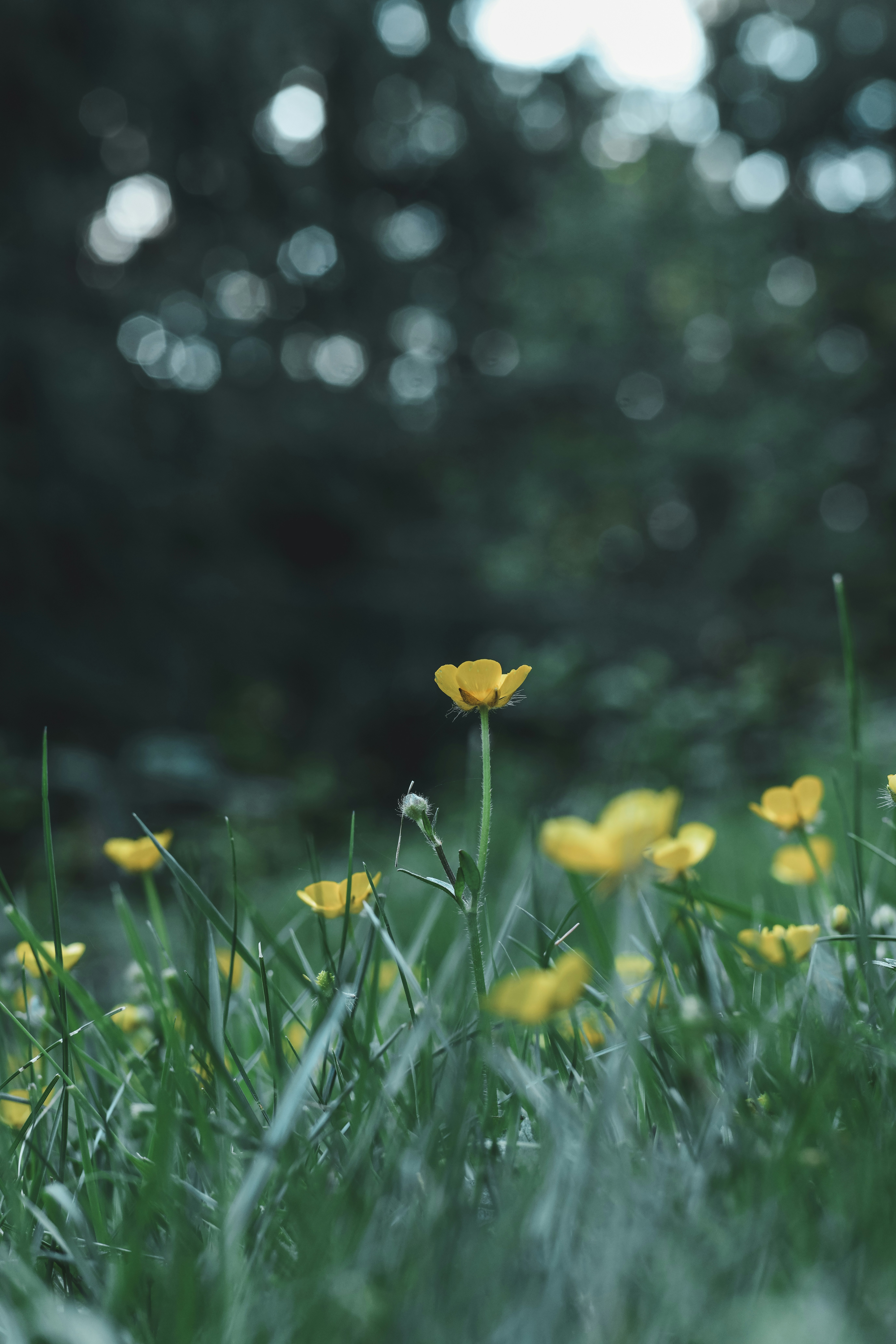 Single Yellow Bloom Standing Tall in a Quiet Meadow