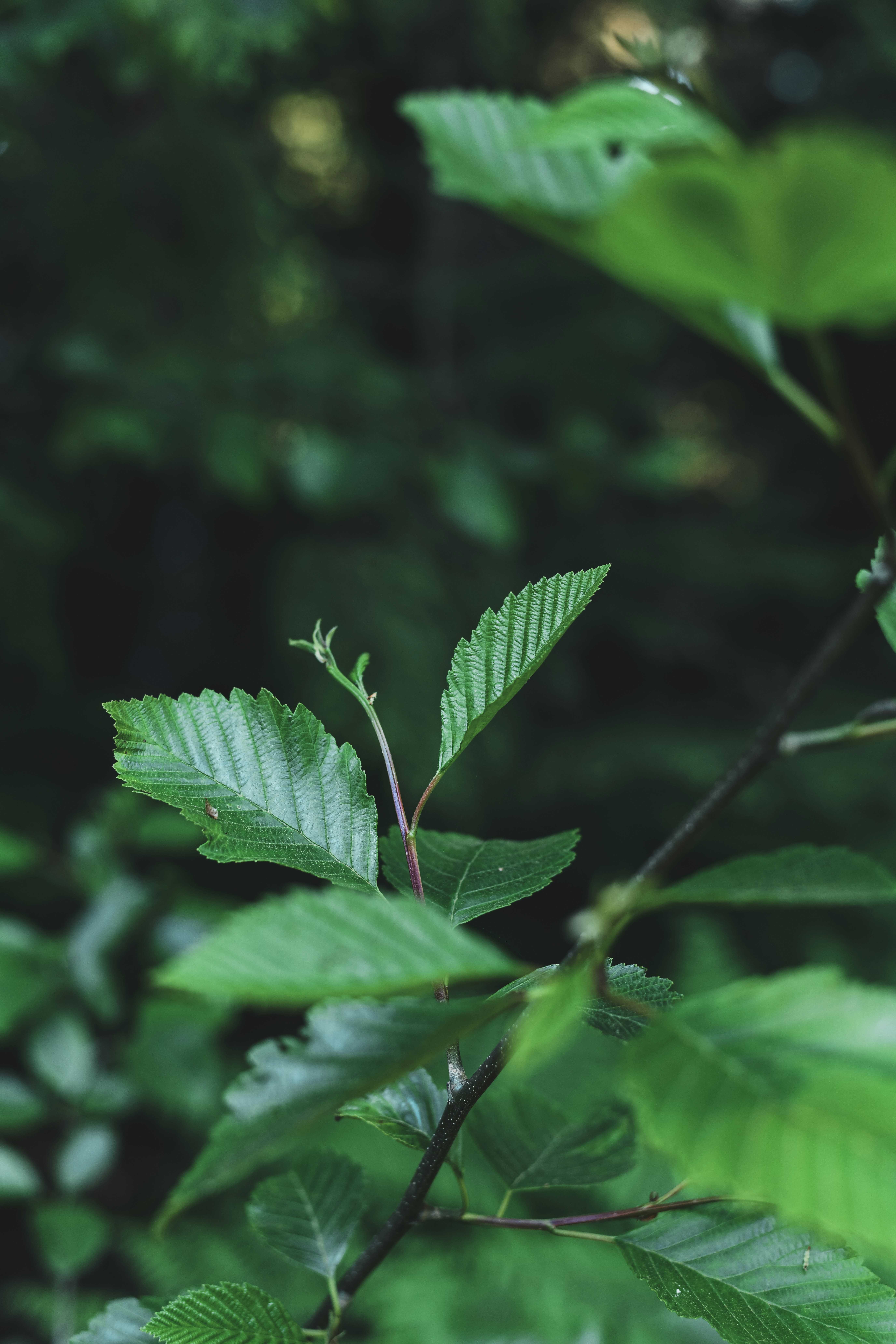 Tender Greenings: Close-Up of Veined Leaves in Quiet Shade