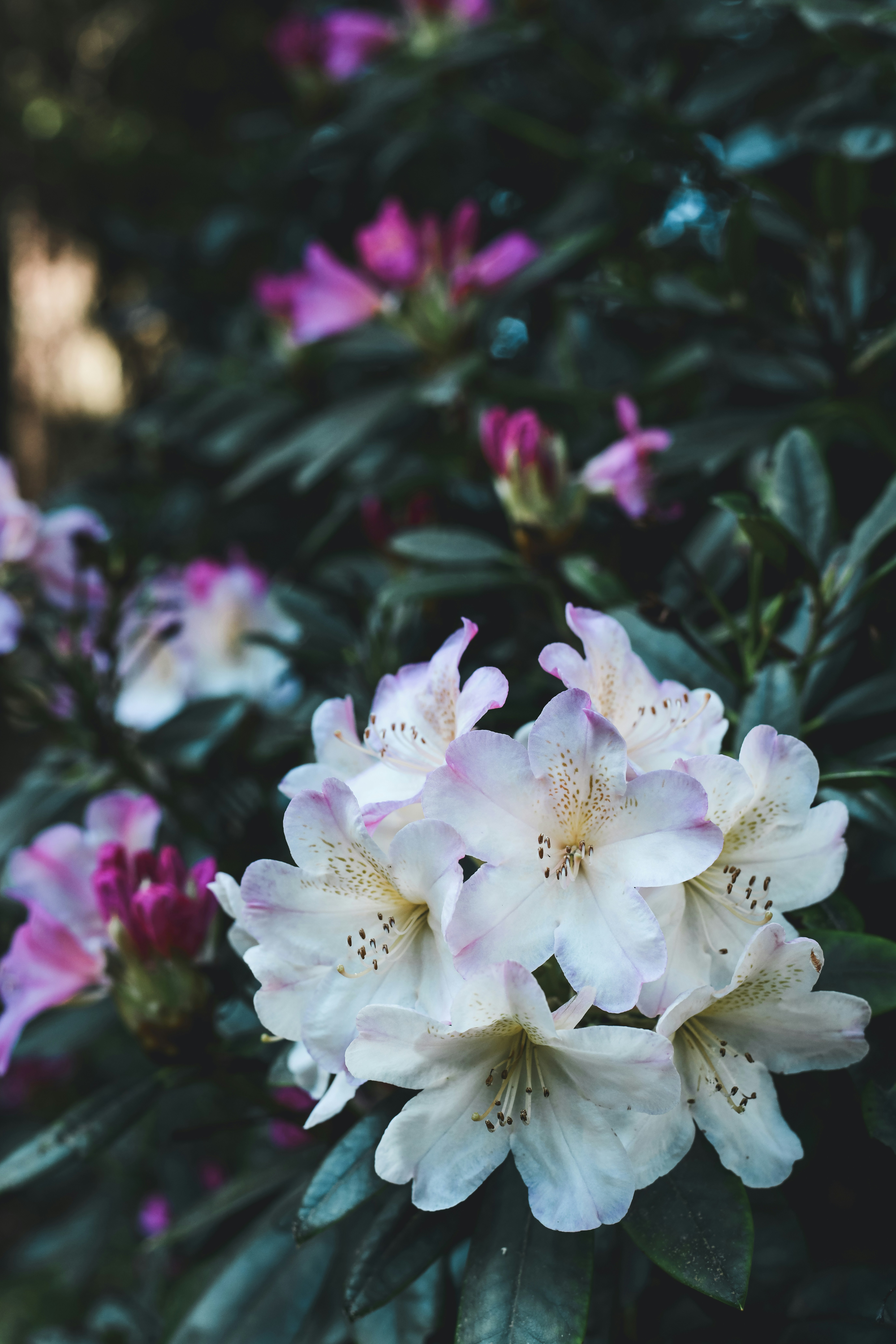 White azalea bloom cluster in soft garden light