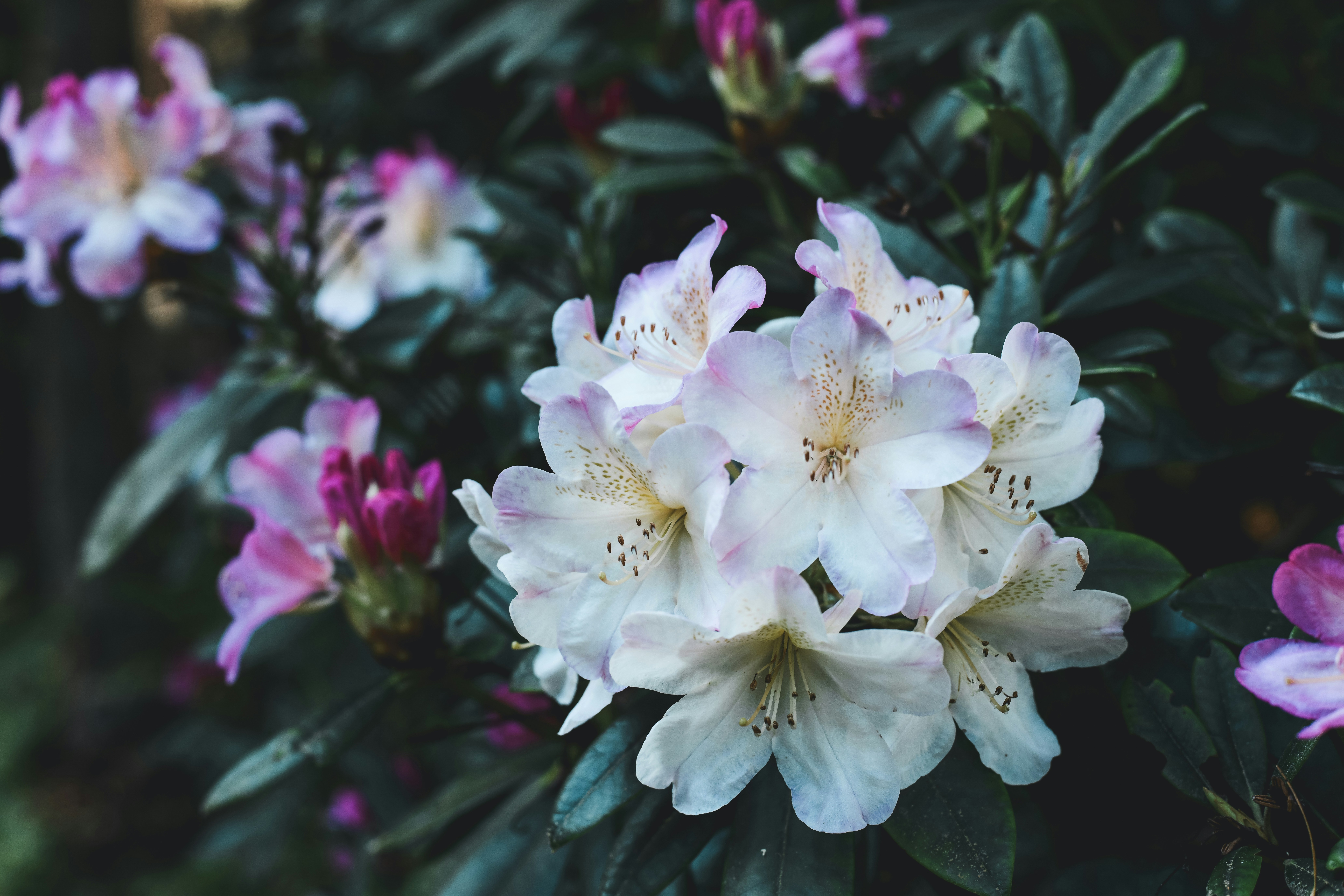 Center Bloom: Pale Lilac Rhododendrons Unfolding Against Dark Green Verdure