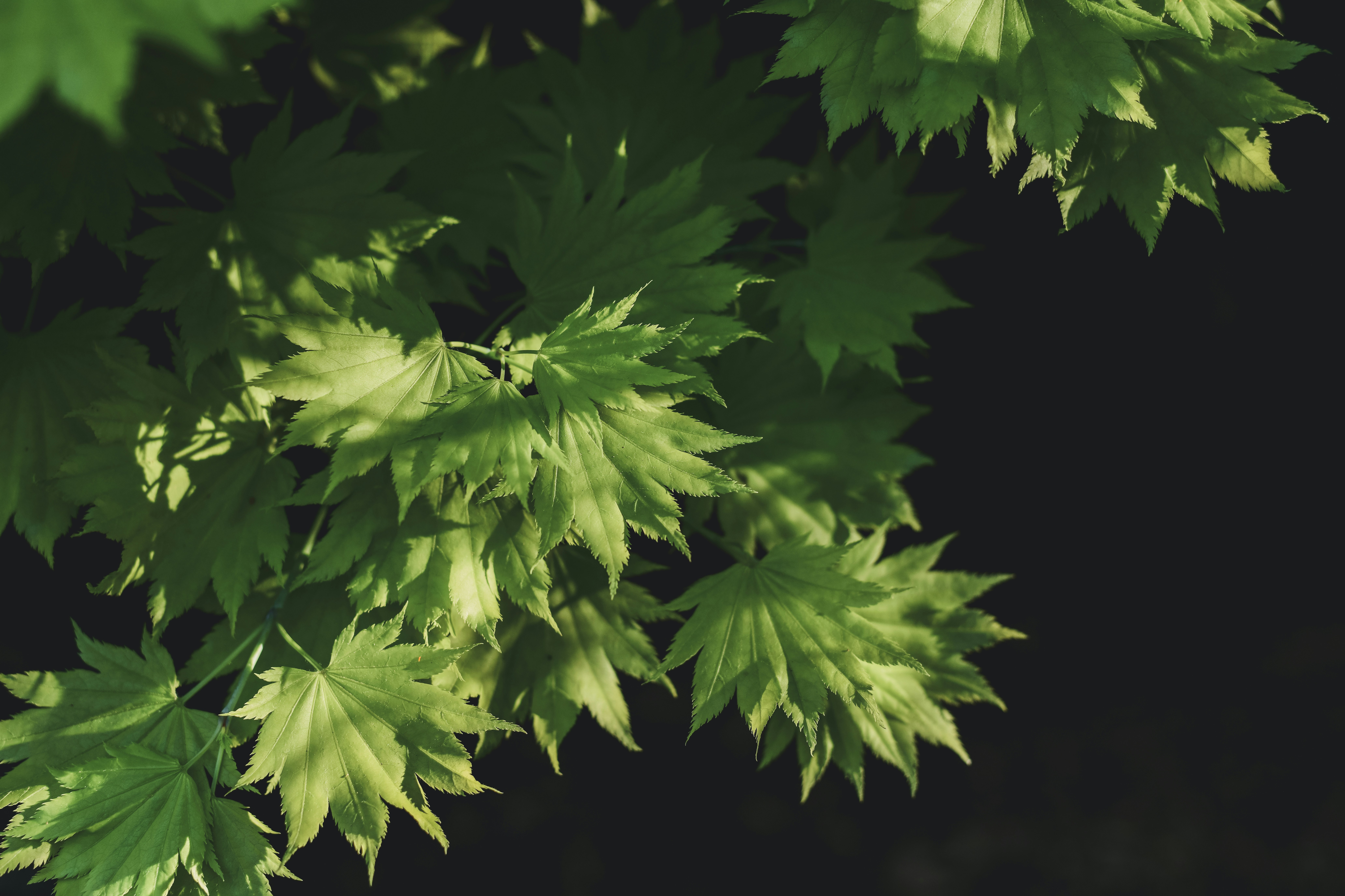 Emerald Canopy: A Fronded Portrait in Green and Shadow