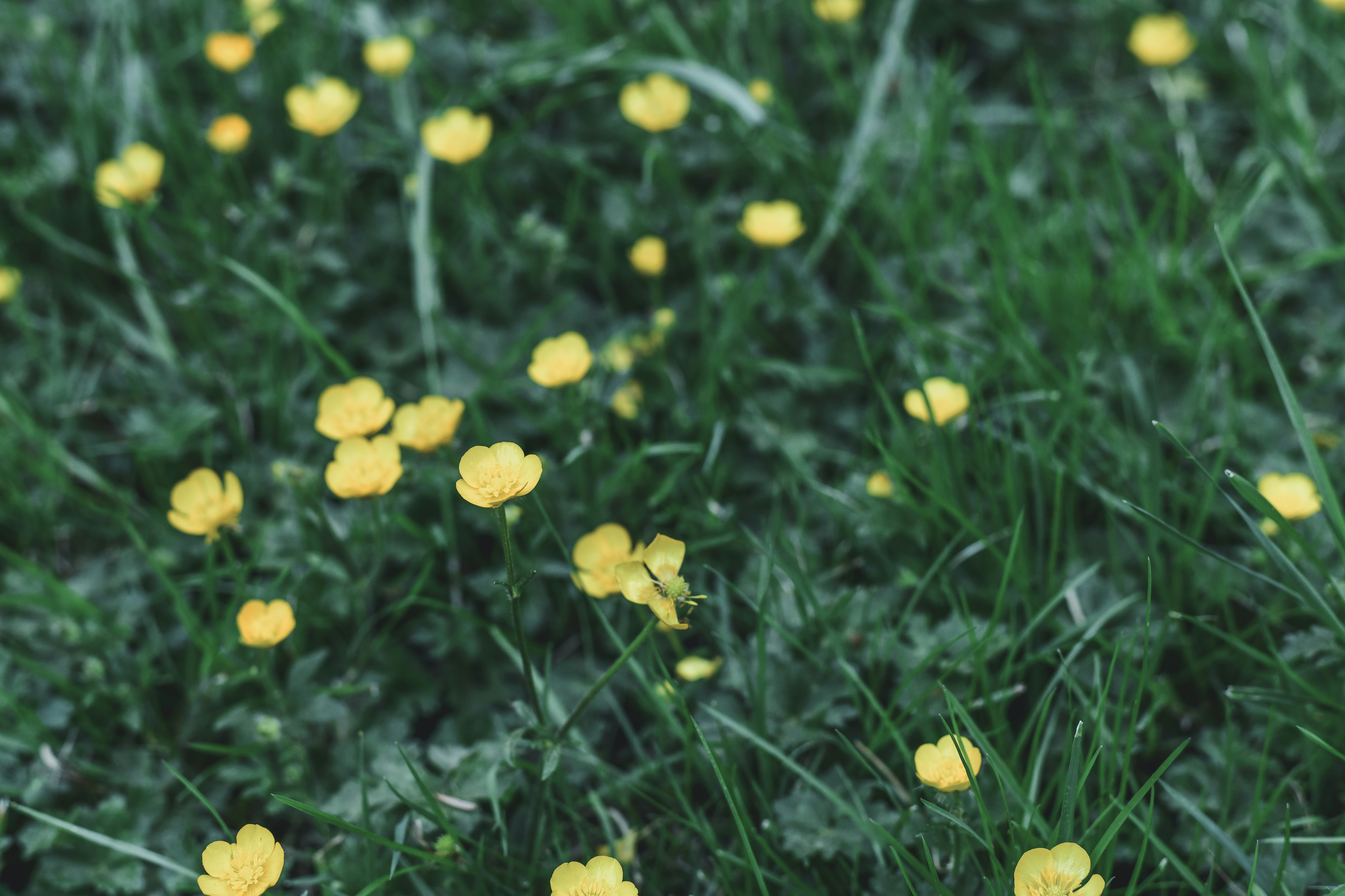 Sunlit Buttercups in a Quiet Meadow