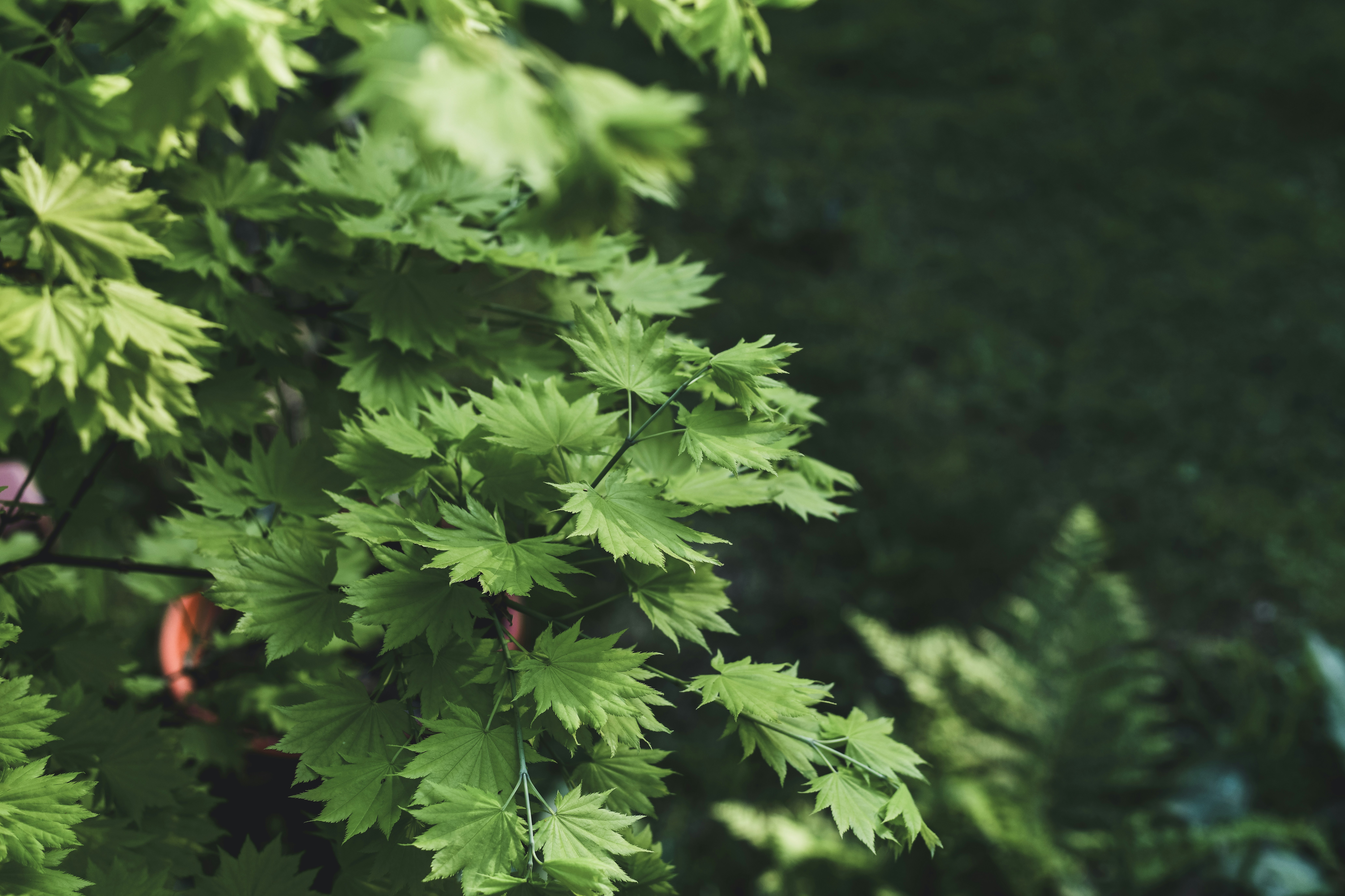 Emerald Maple Canopy: Fresh Leaves in Dappled Shade