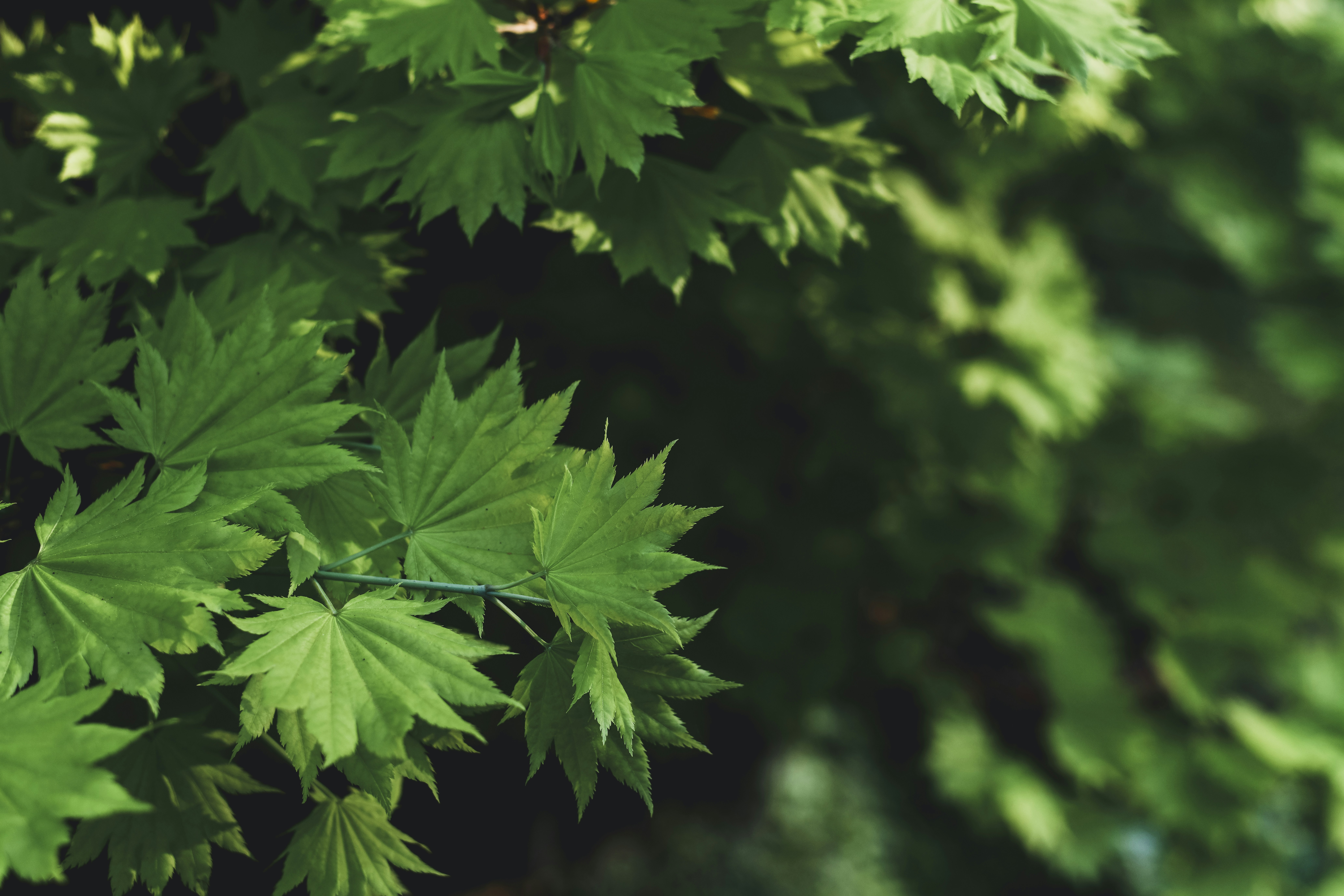 Emerald Veil: Maple Leaves in Morning Light