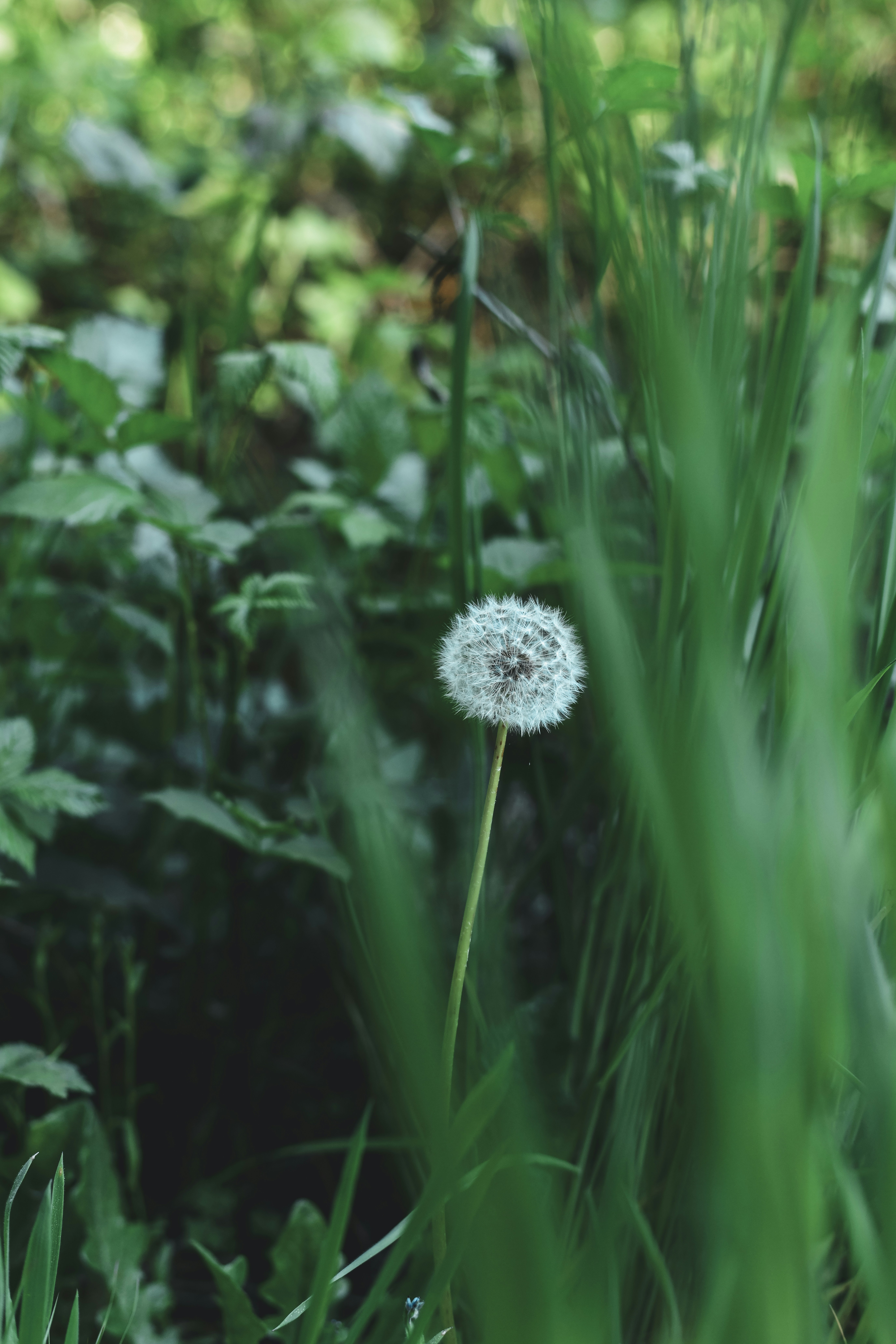 Single Dandelion Seed Globe Rising Through Green Underbrush