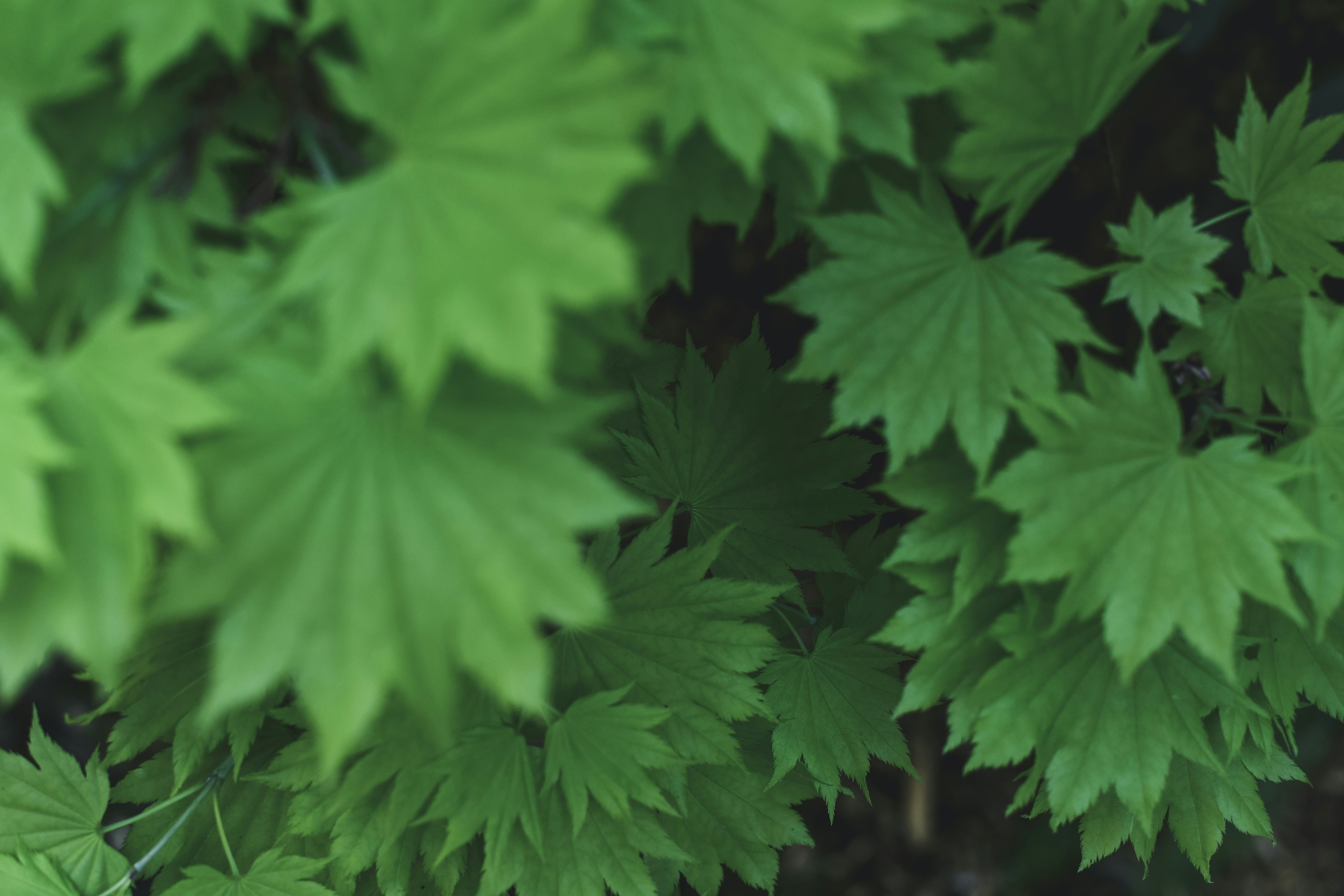 Verdant Symmetry: Close-Up of Maple-like Leaves