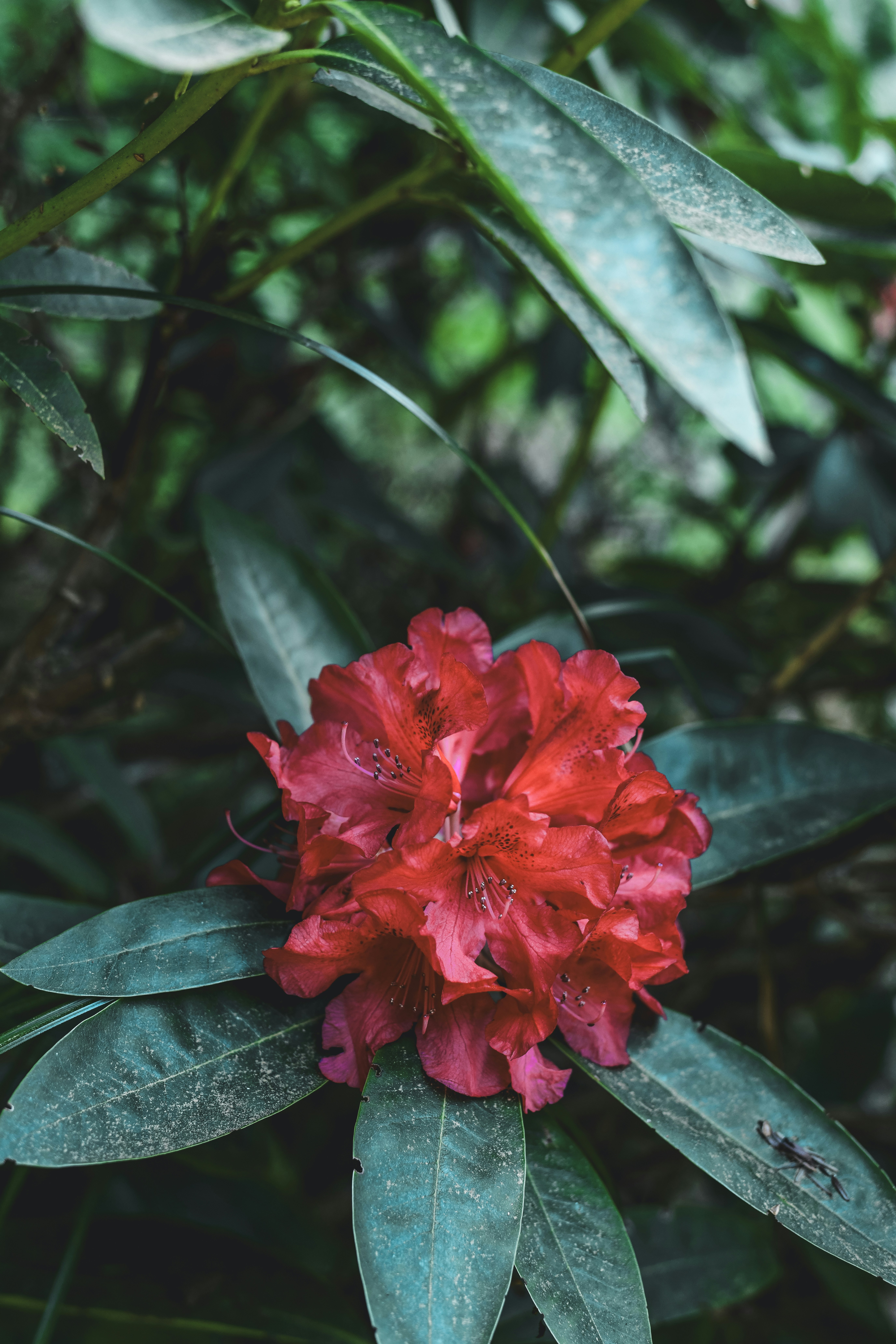 Crimson Bloom Anchored by Silent Foliage