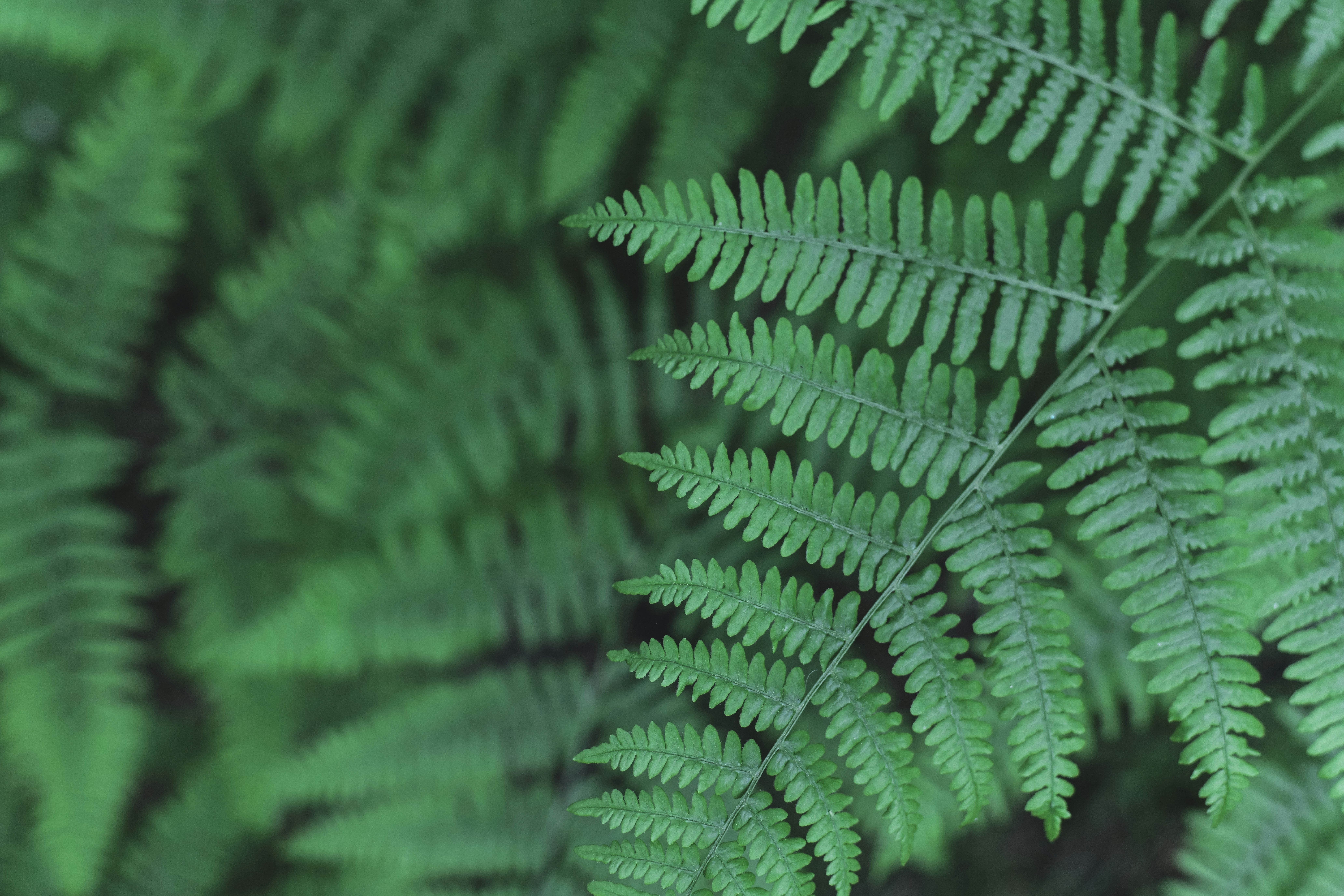 Fronds in Focus: a Quiet Dance of Green Textures