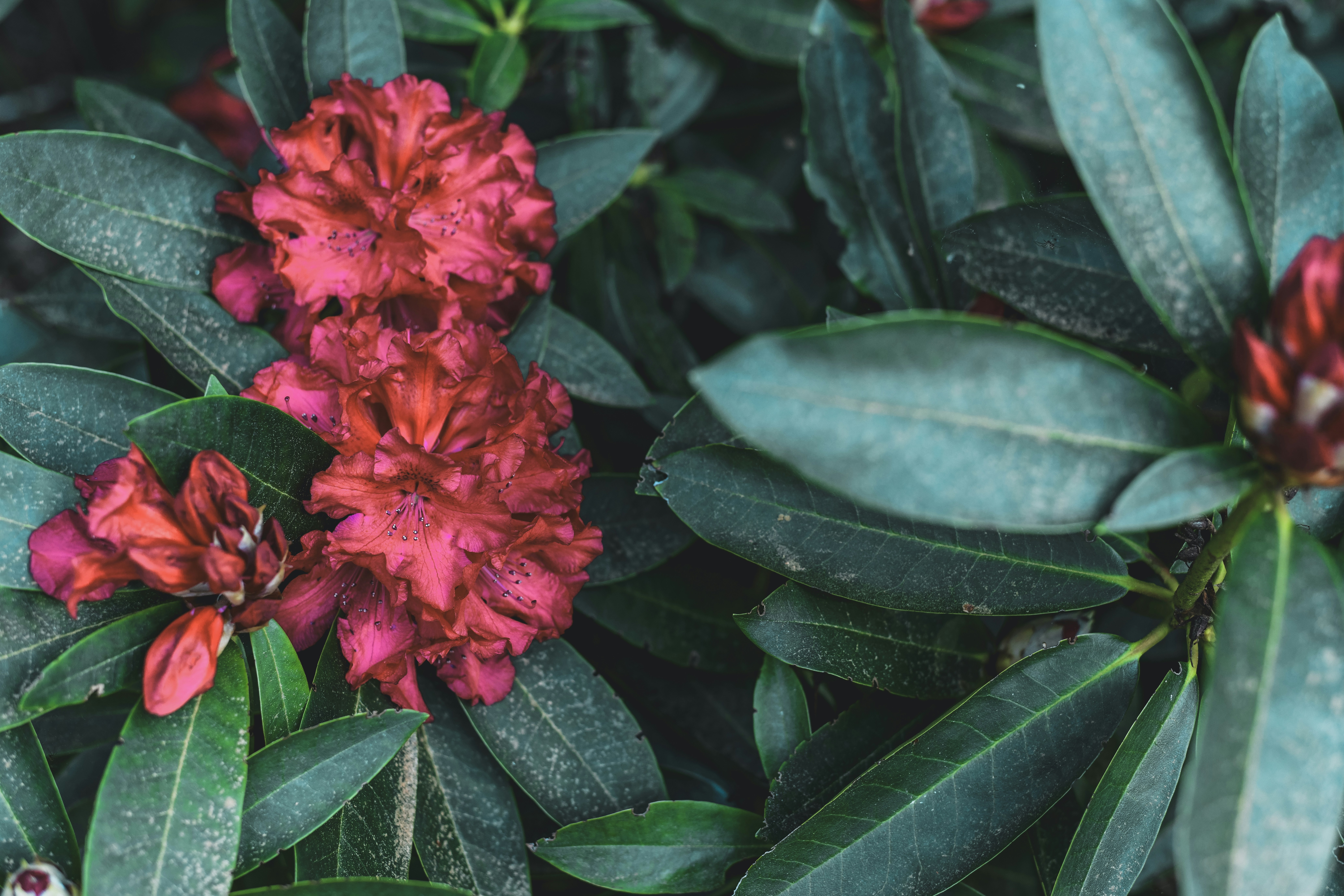 Crimson Bloom Nest in Green Canopy