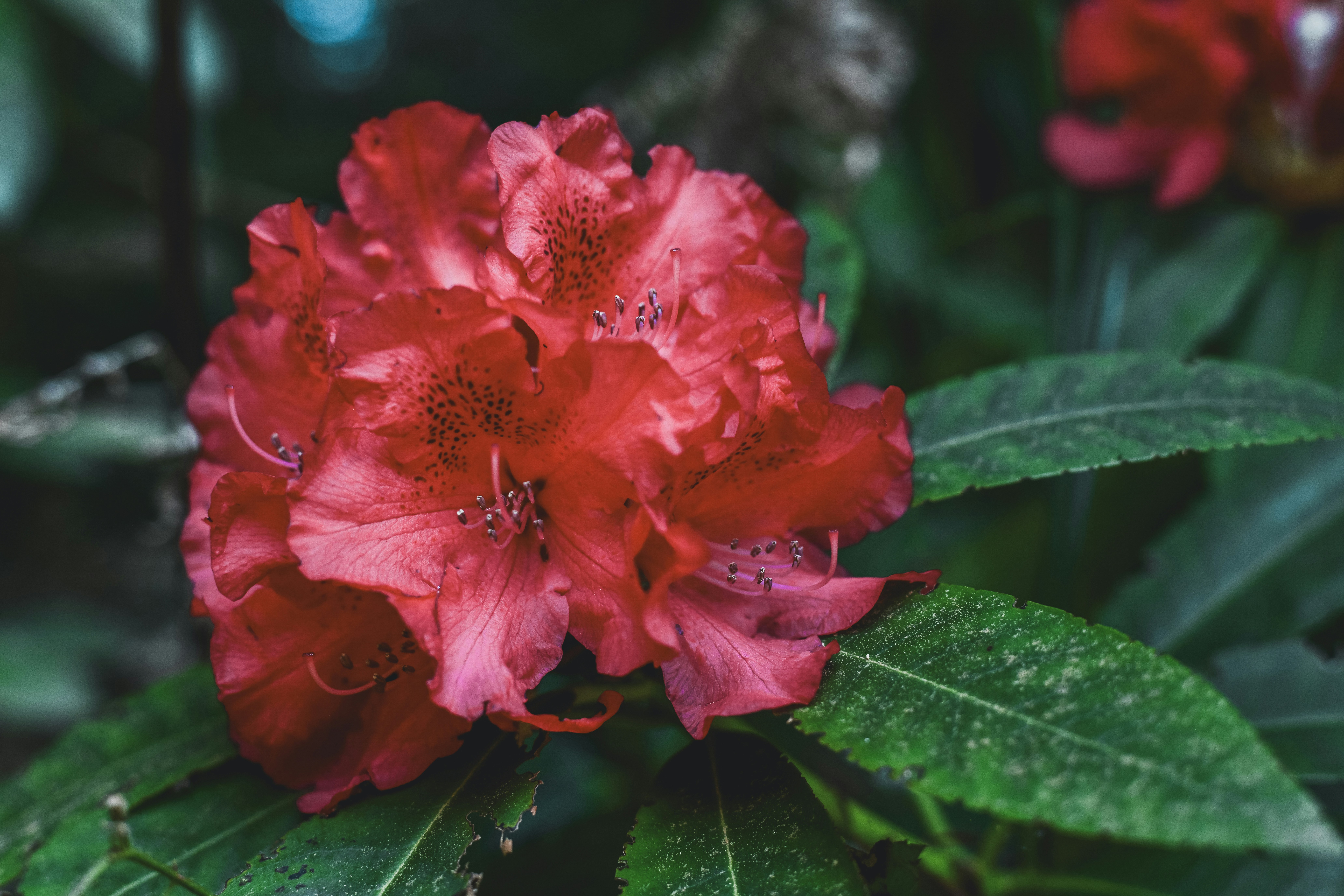 Crimson Bloom: A Close-Up on Velvet Petals