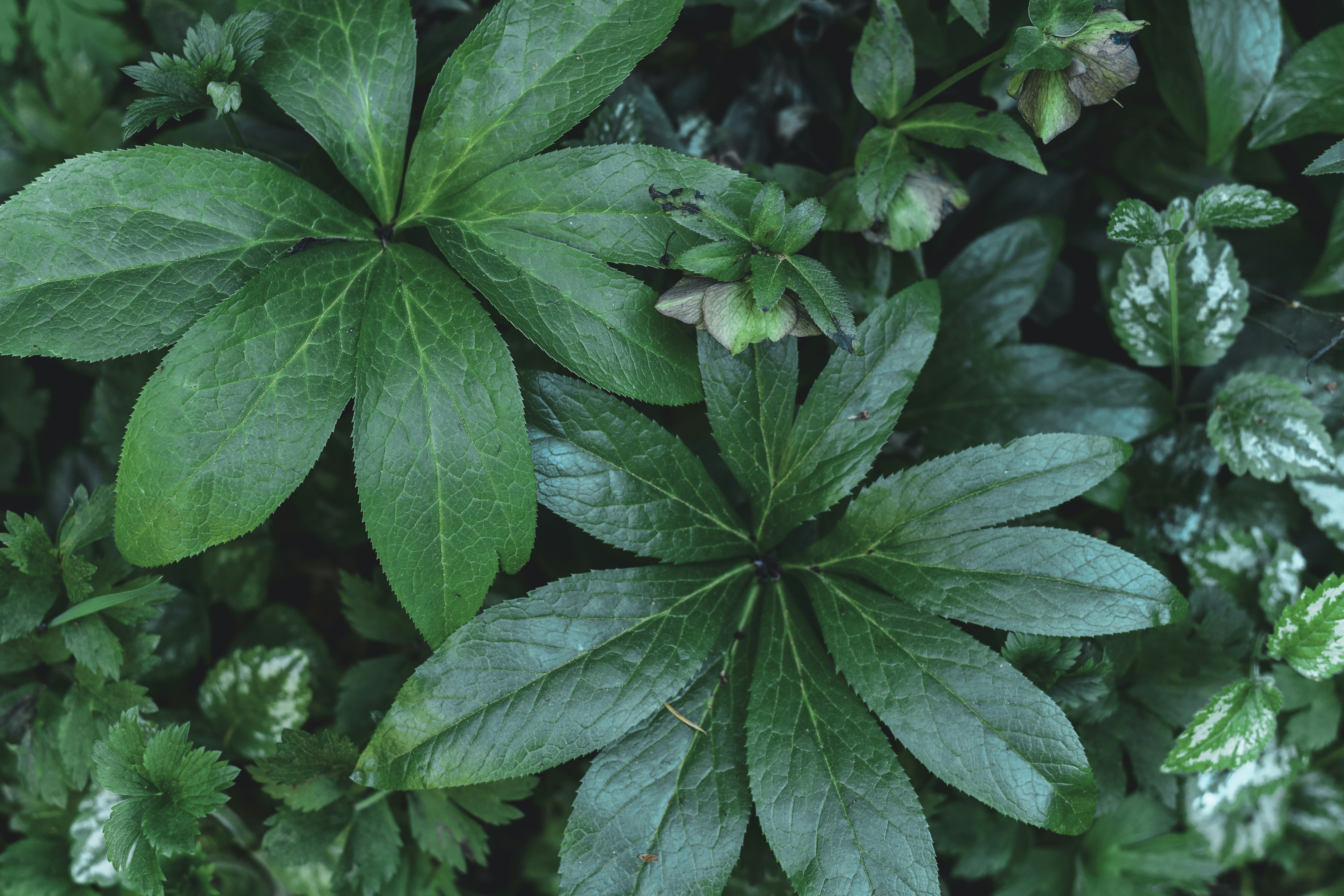 Verdant Orbit: Leaves Converging at Centered Veins