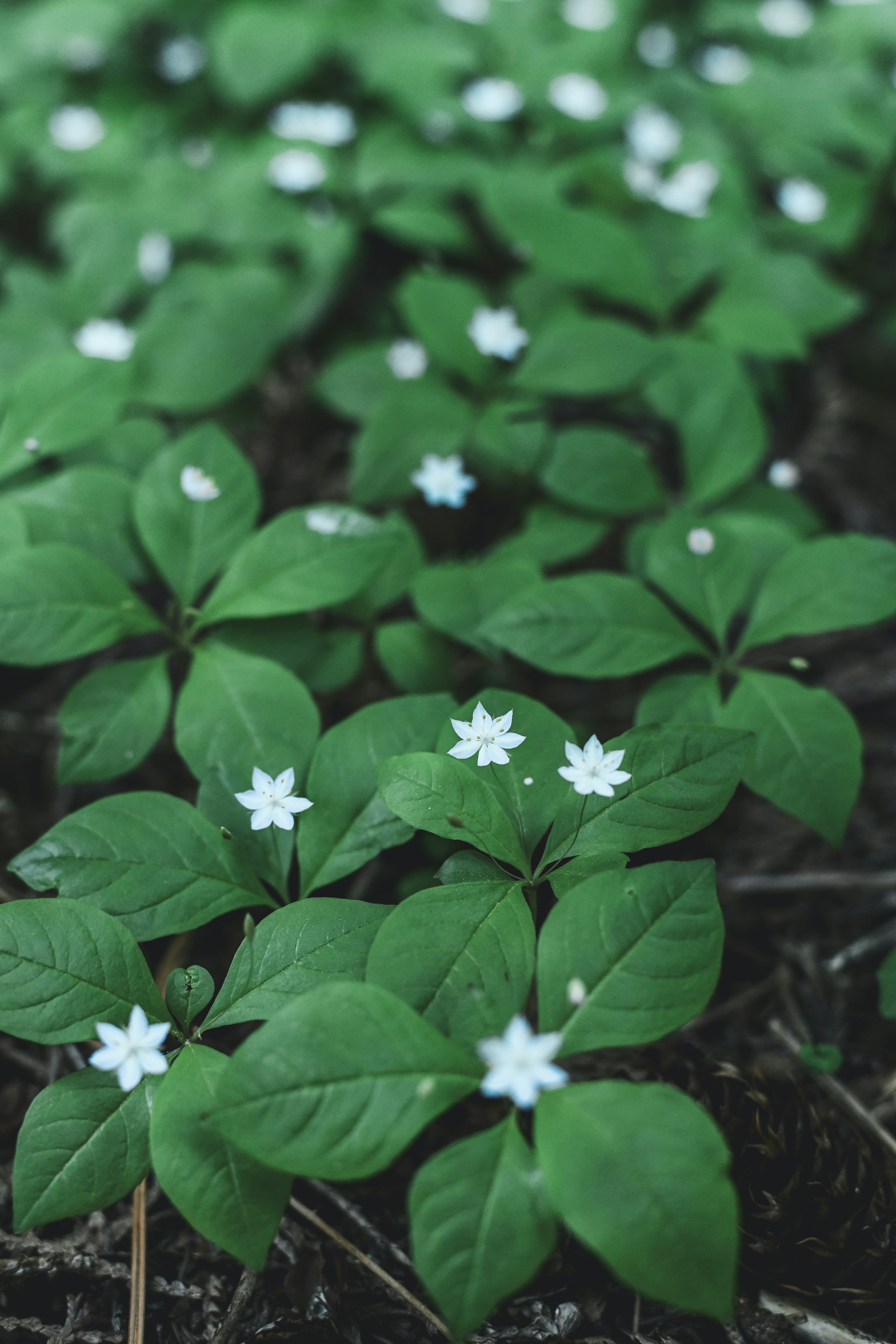 White blooms in a sea of emerald leaves