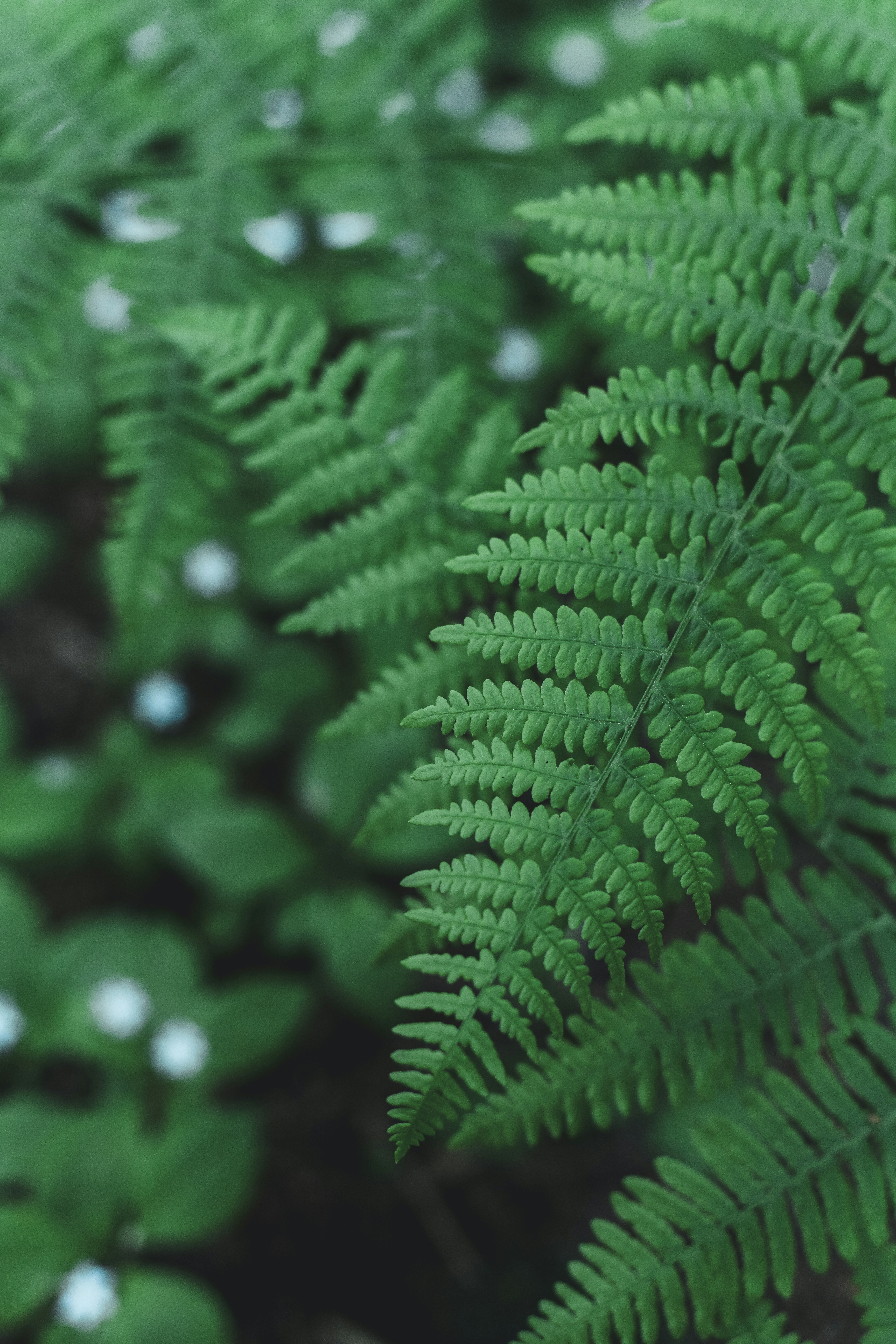 Fronds in Focus: A Close-Up of Ferns in Quiet Green