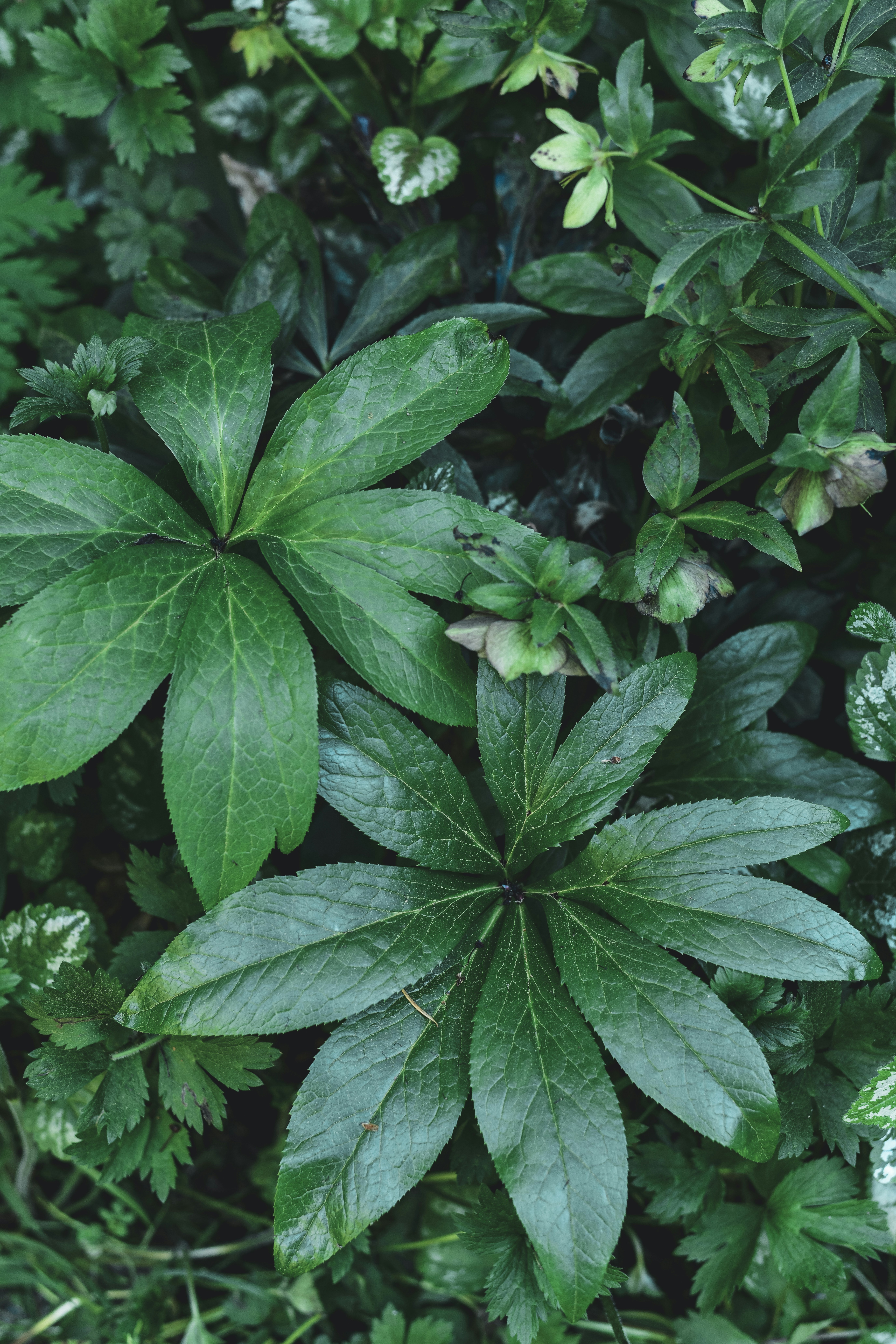 Emerald Palms: A Quiet Tangle of Green Leaves