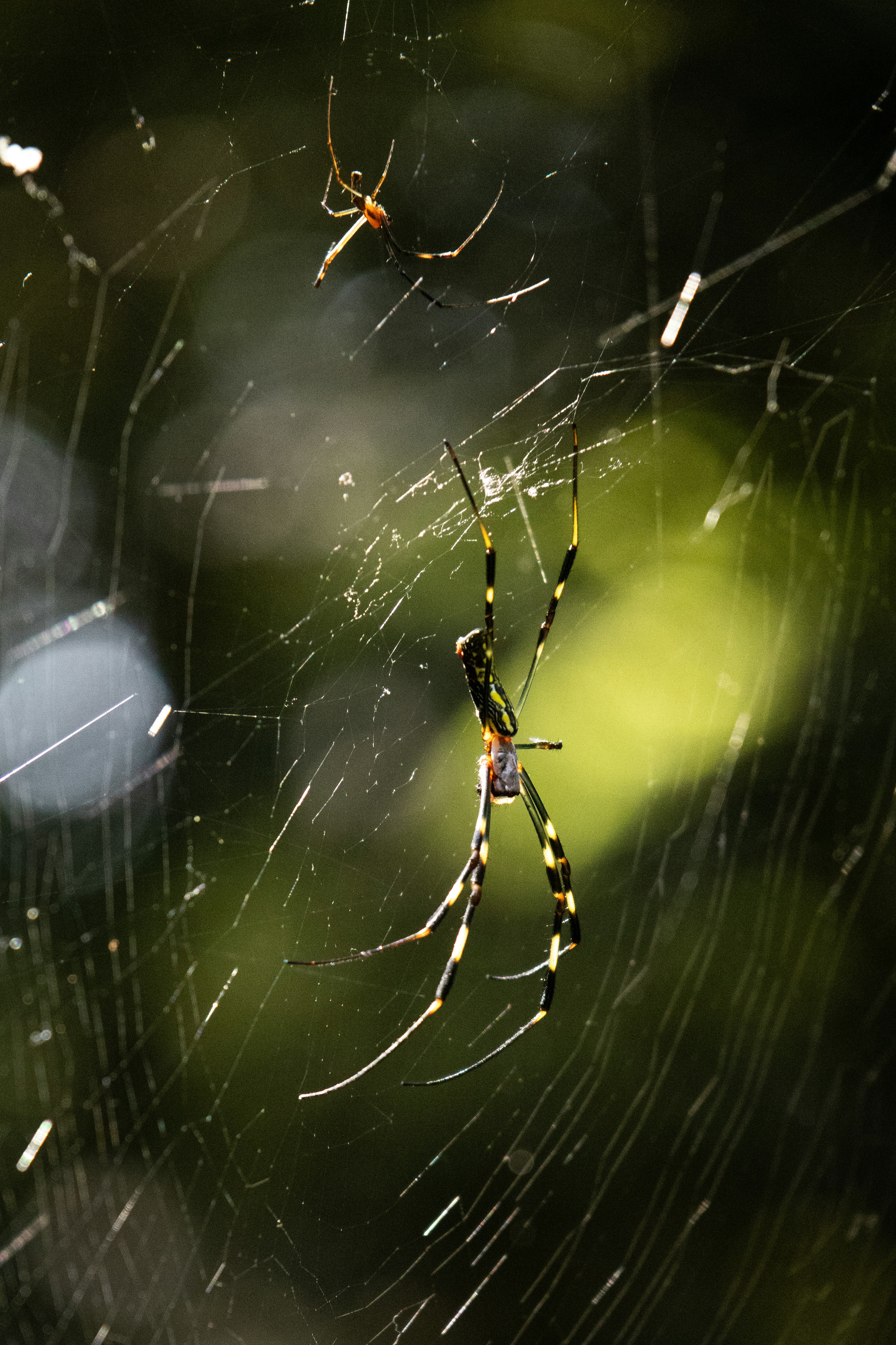 Threaded web art: a wandering orb weaver enmeshed in a sunlit web